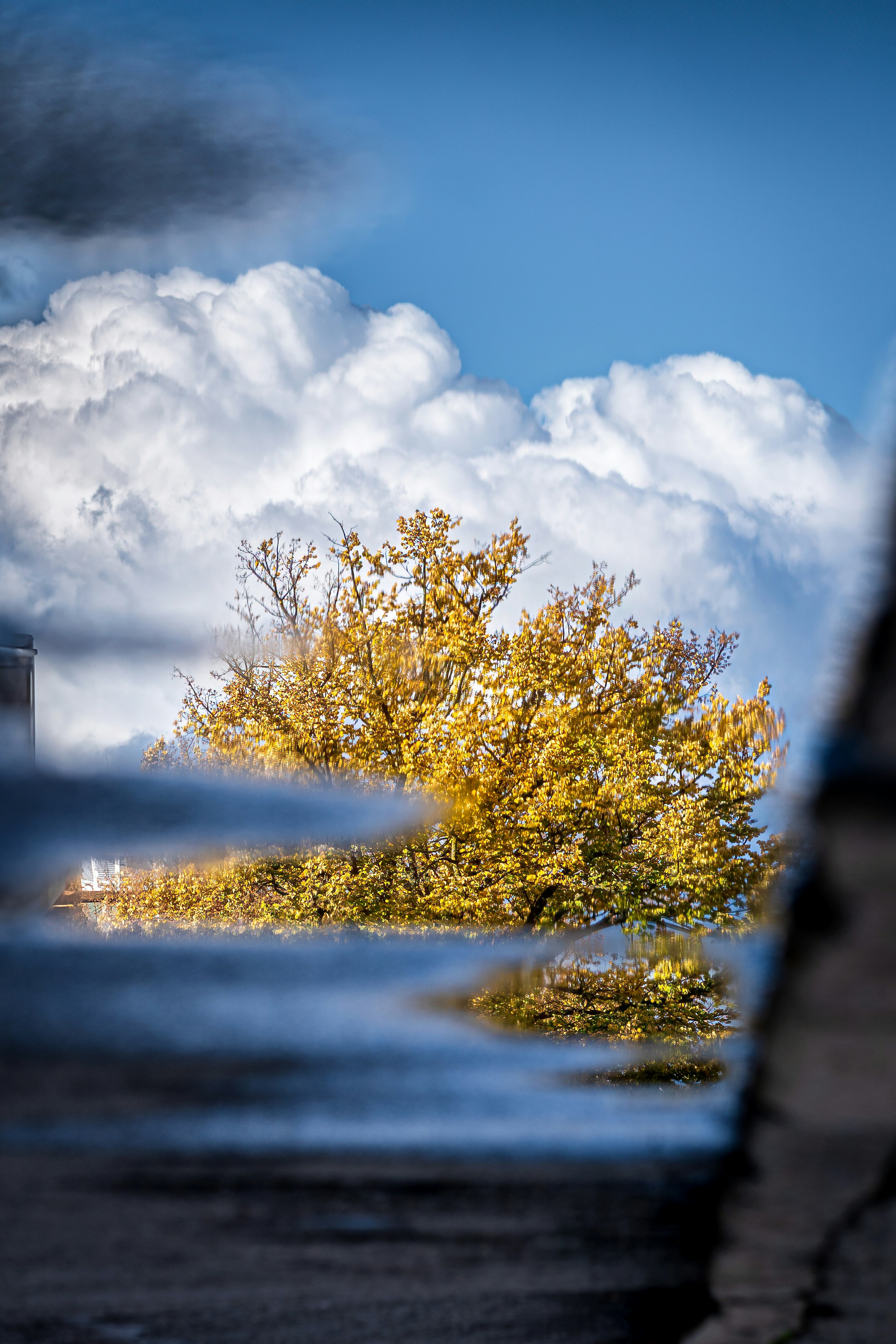 Autumn Tree Framed by Cloudscape Beyond Shuttered Slats