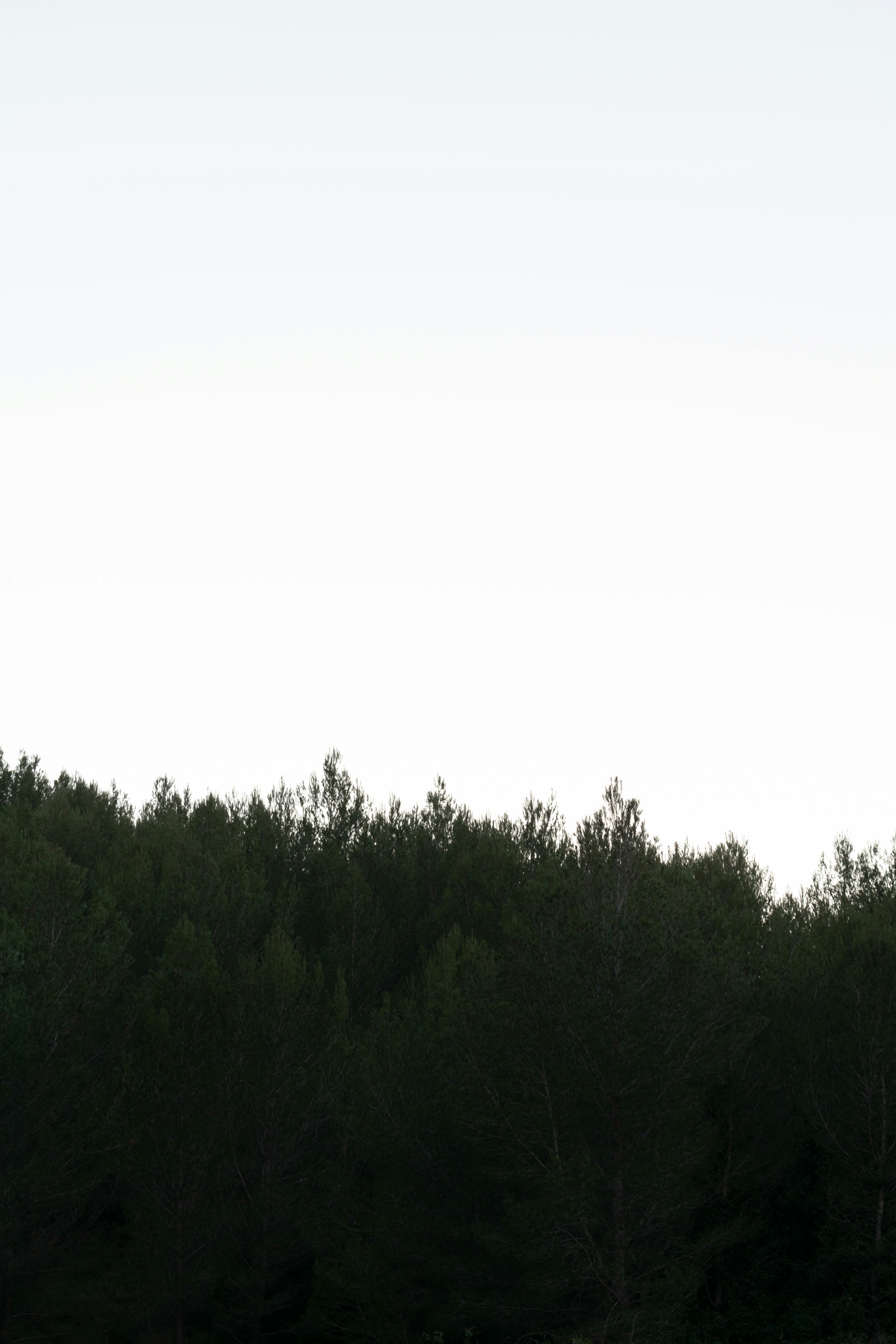 Whispers of the Forest Canopy