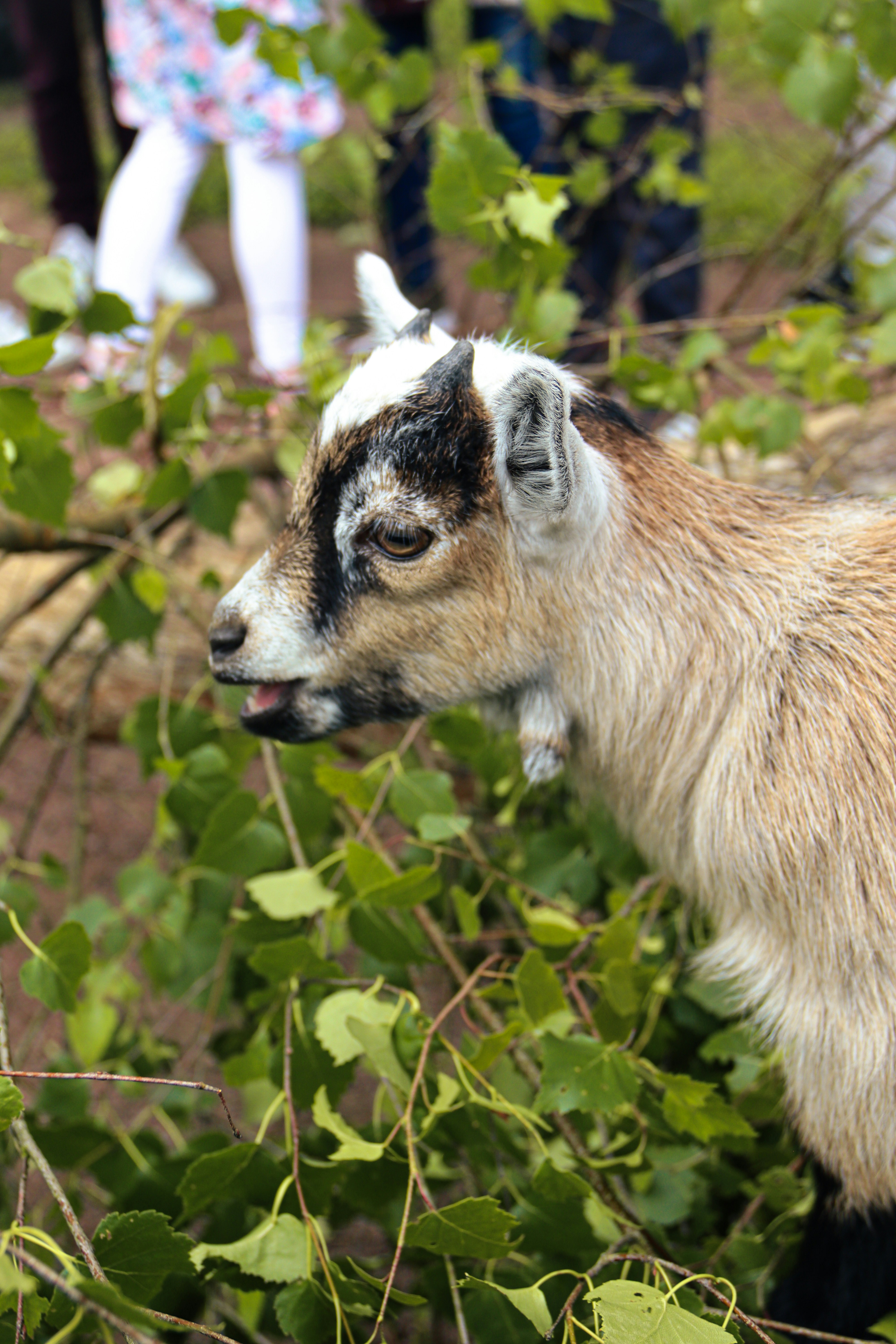 Goat in the Greens: Close-Up Curiosity Beyond the Foliage