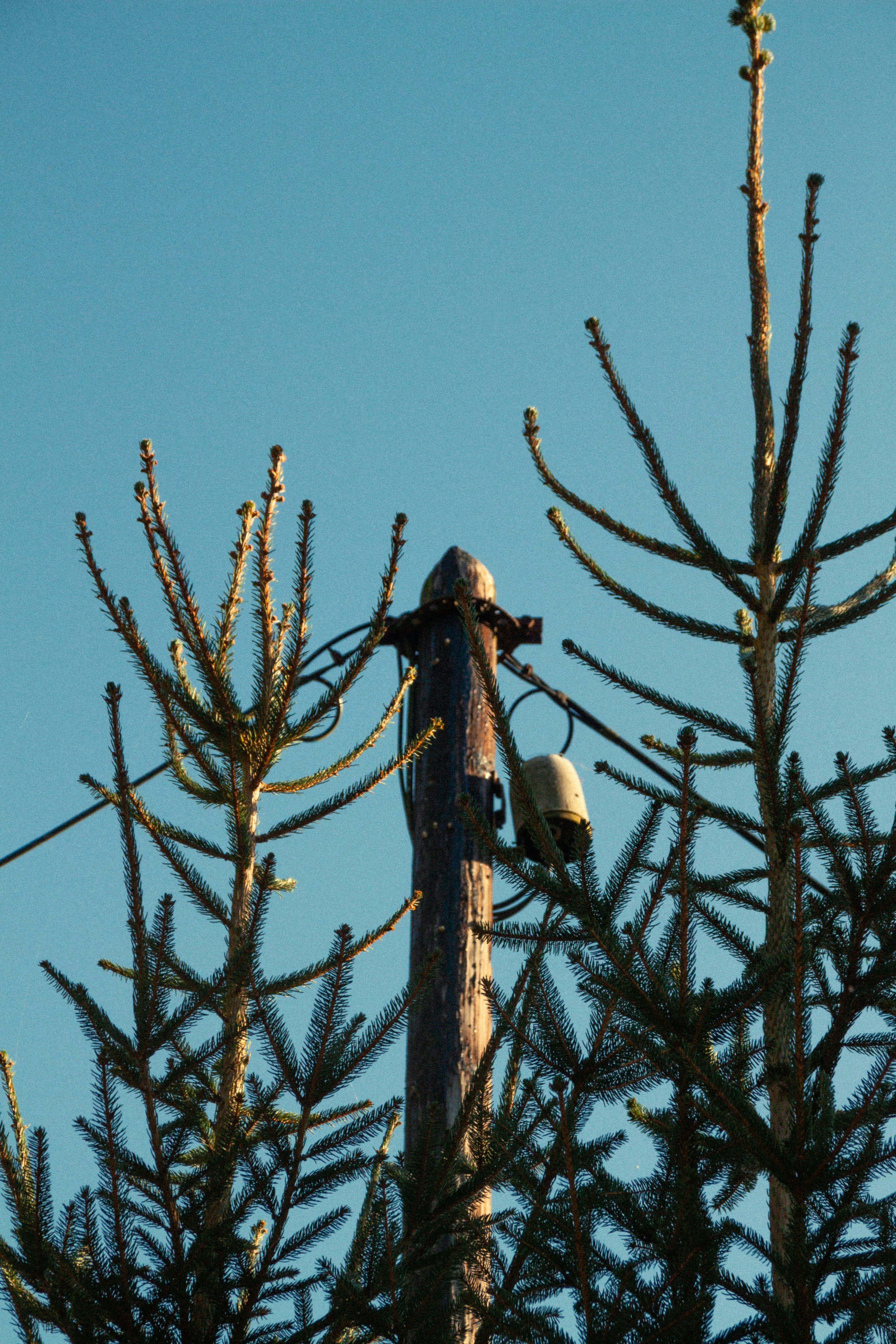 A wooden power pole rises among evergreen branches against a clear blue sky. The scene captures a blend of nature and infrastructure.