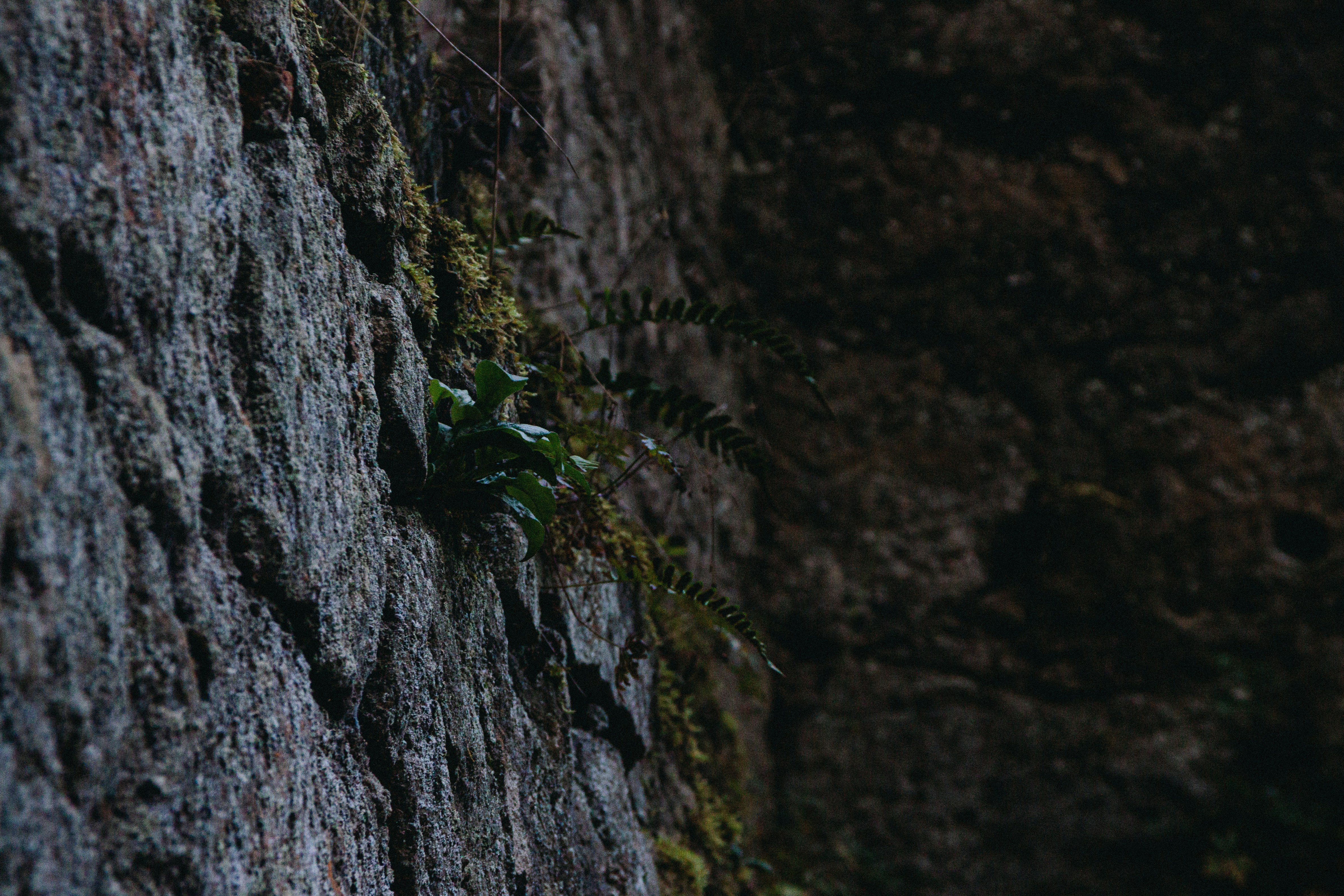 Nature's Resilience Against Stone