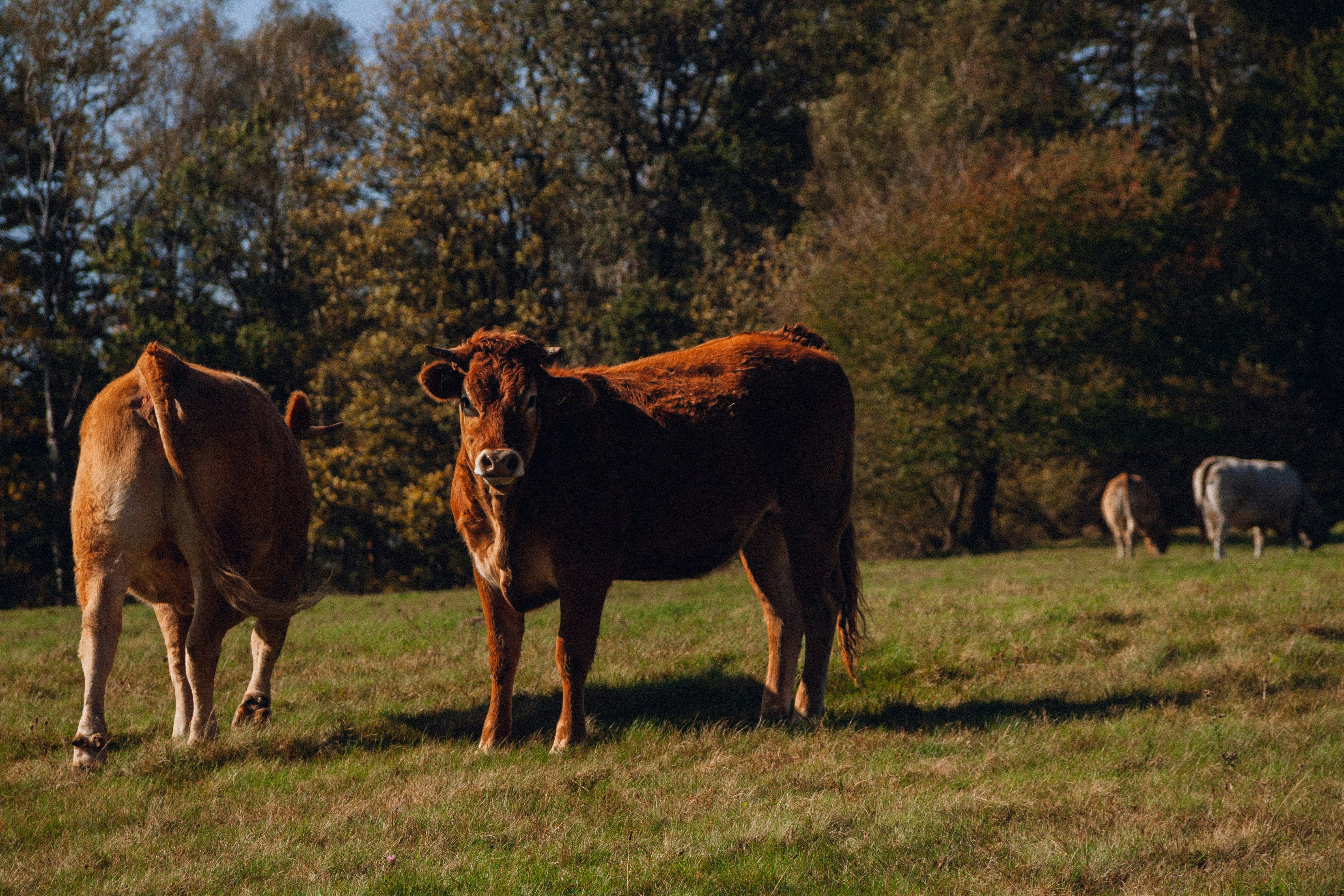 Central Brown Cow in a Sunlit Autumn Pasture
