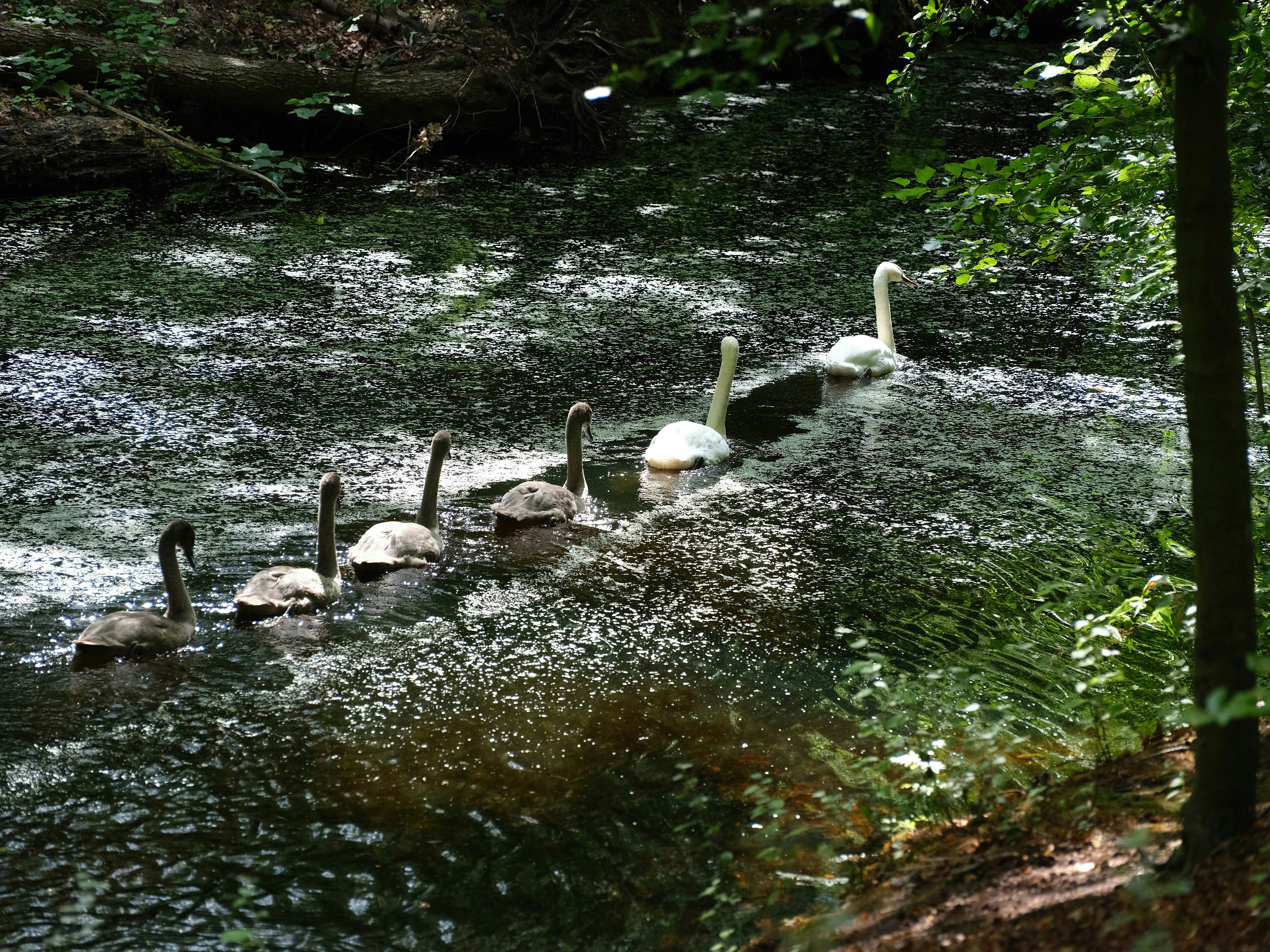 Feathered Parade on a Sun-Dappled Pond