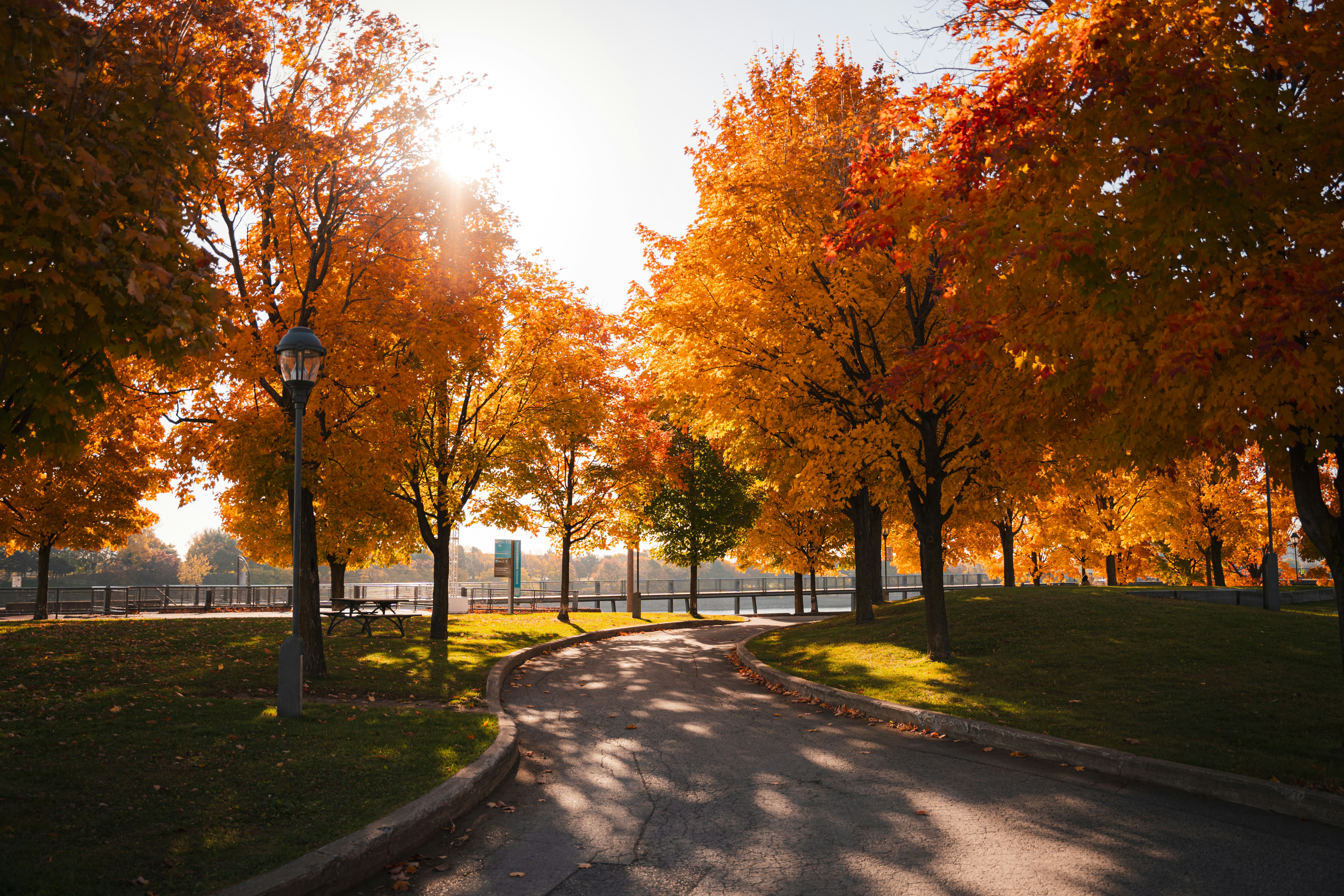 Sunlit autumn trees with vibrant orange foliage lining a curved park pathway.
