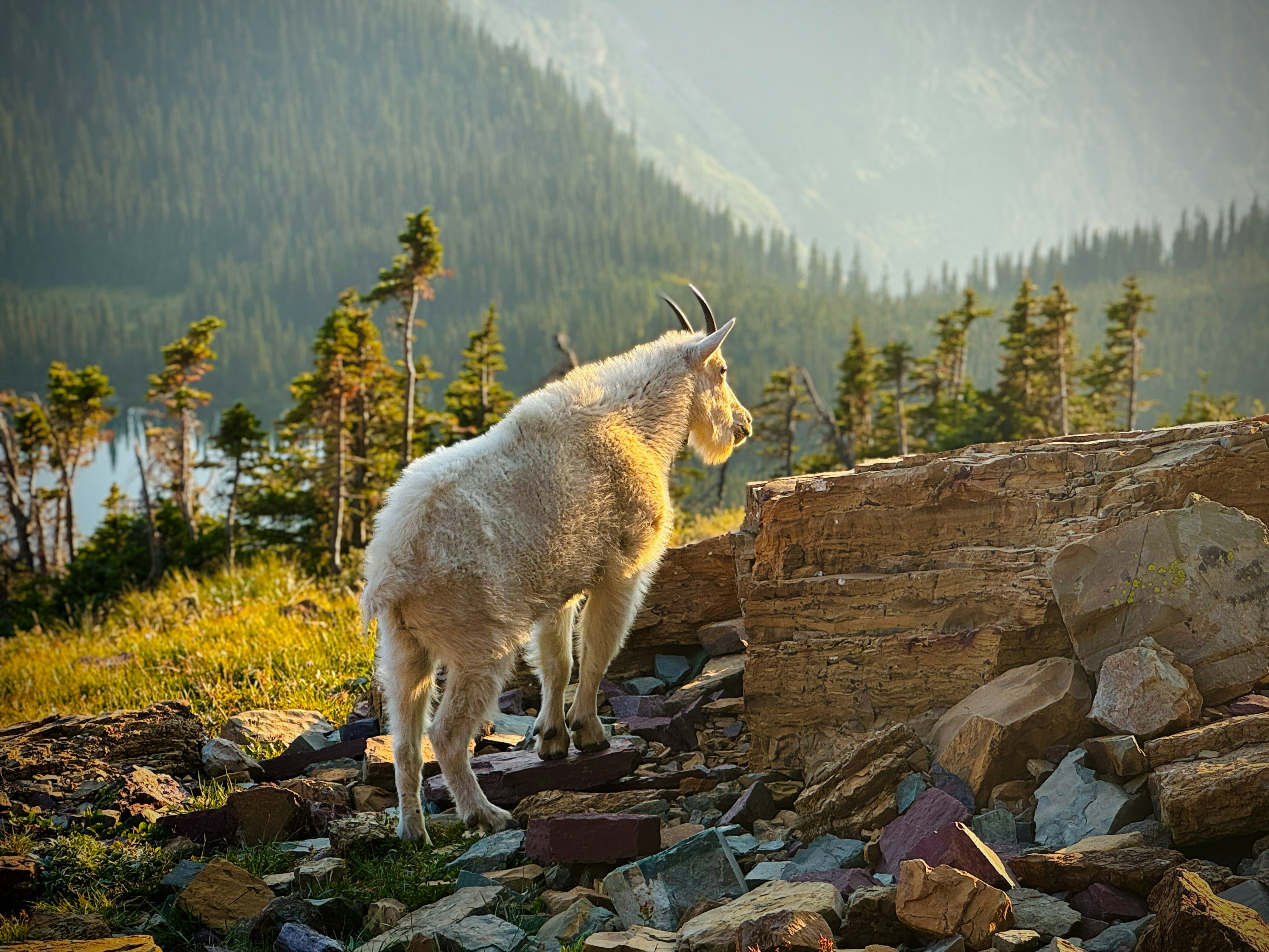 Mountain goat stands on a rocky ledge in an alpine landscape, bathed in warm light with pine trees and distant mountains in the background.