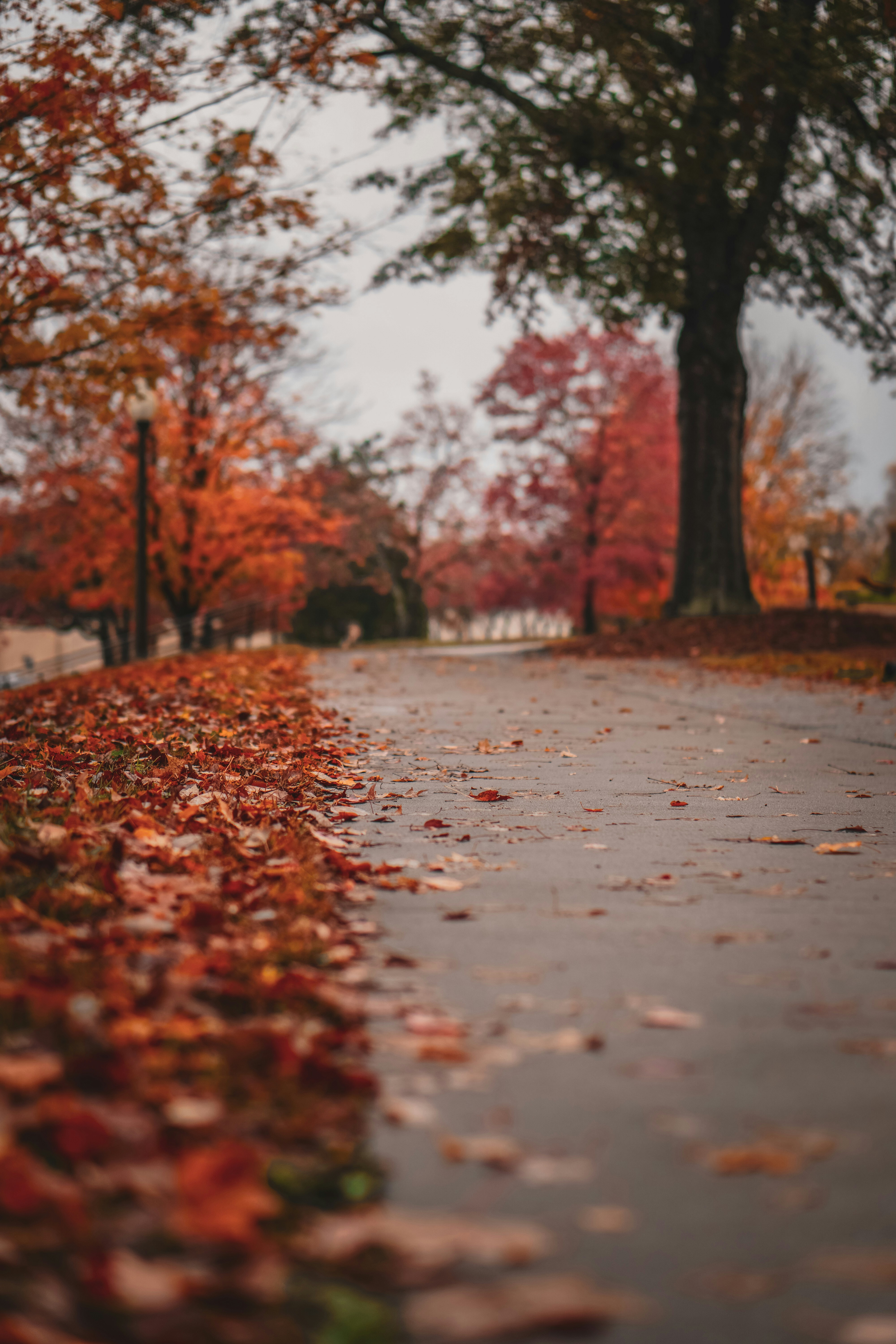 A street lined with lots of trees covered in fall leaves photo – Free ...