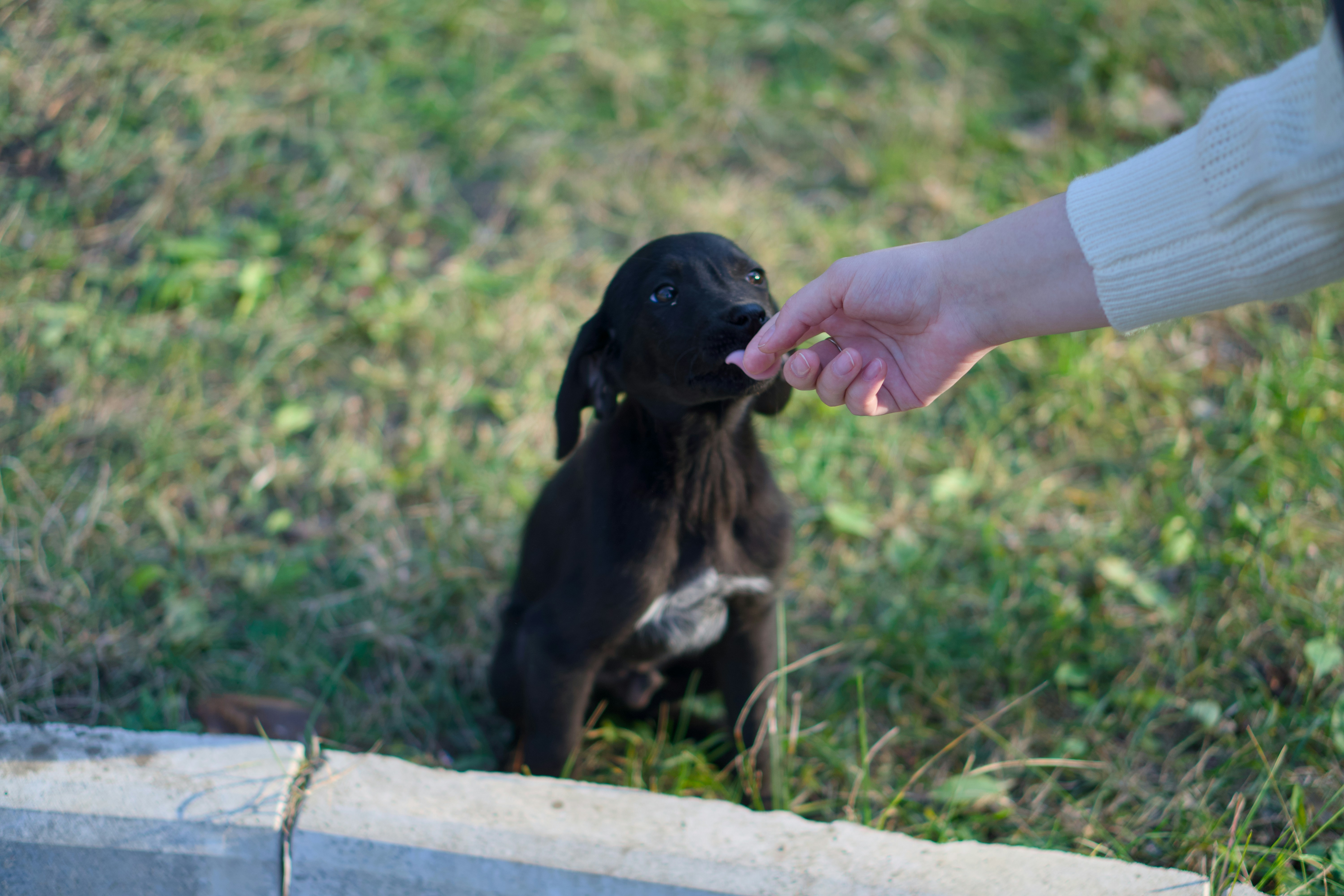 Nibble and Nuzzle: A Black Pup's Gentle Greeting in Sunlit Grass
