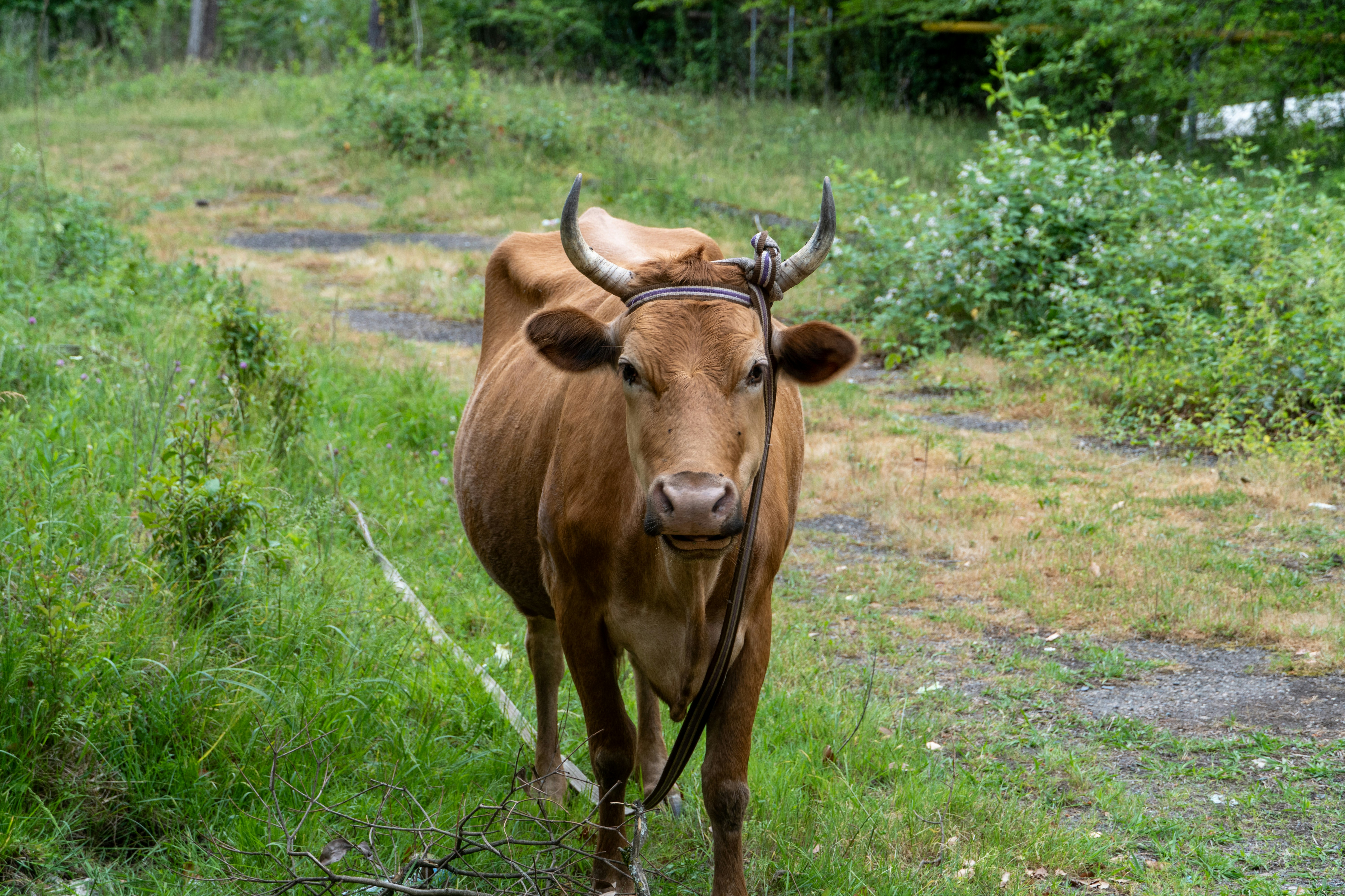 Meadow Sentinel: A Brown Cow Pauses on a Sunlit Path