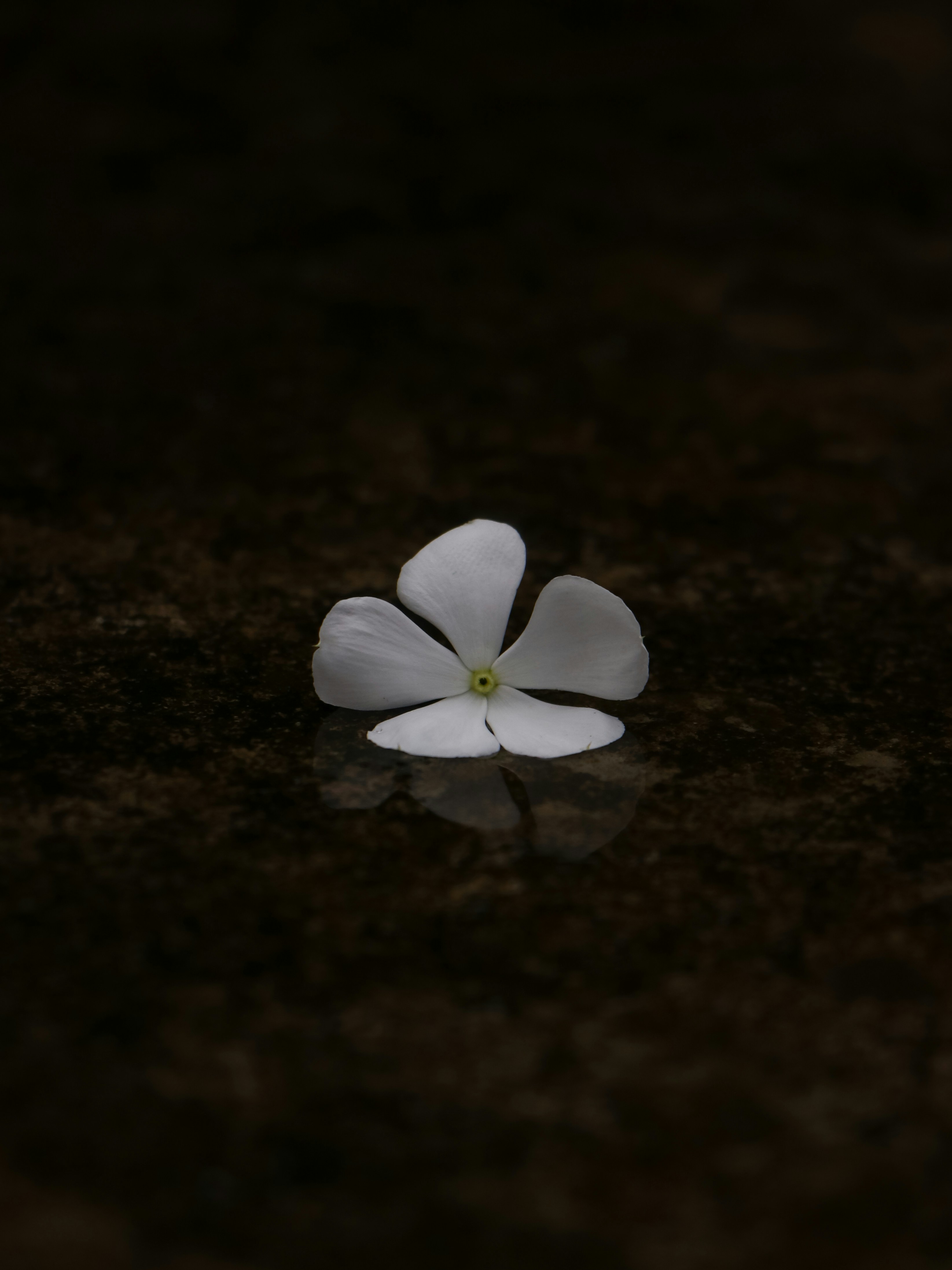 Petal on a Midnight Mirror