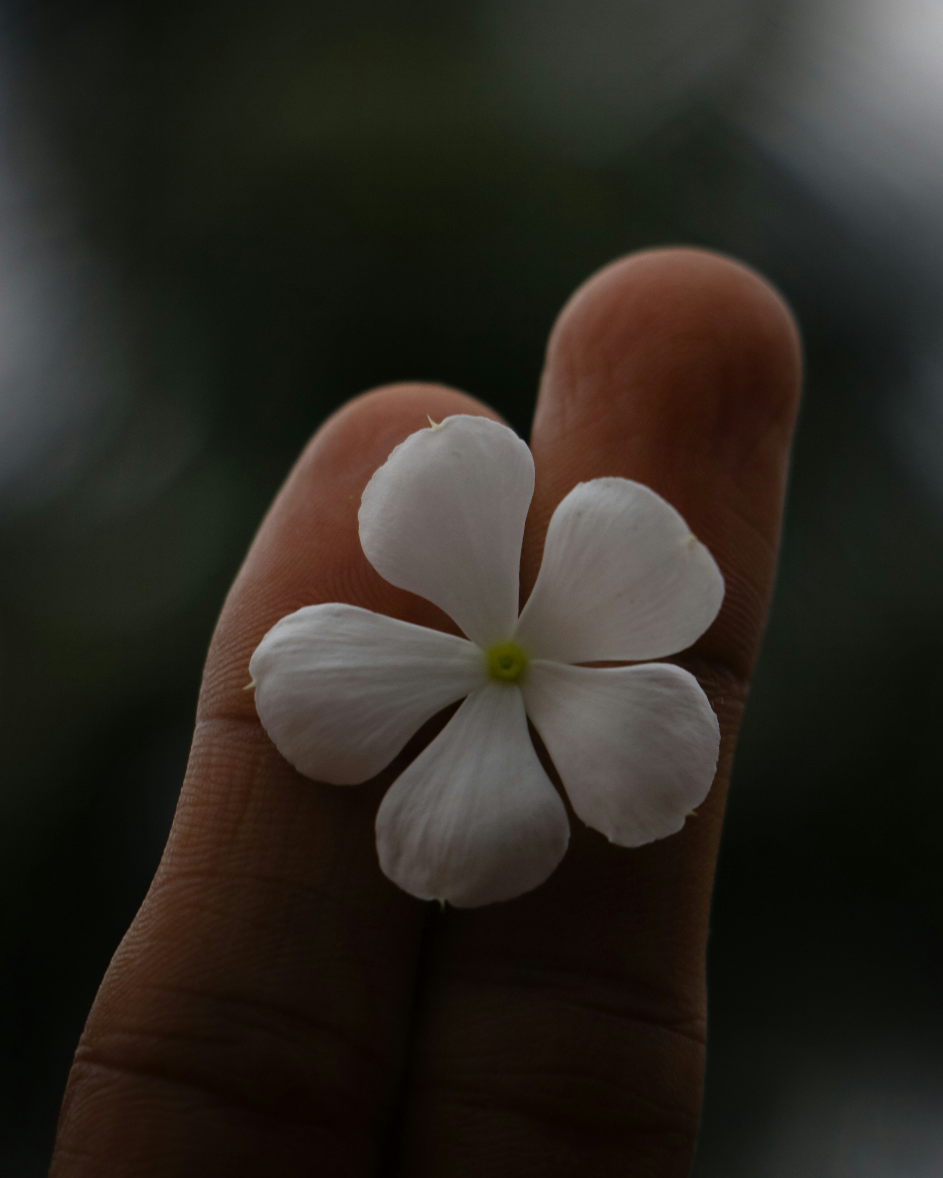 Nayantara Flower