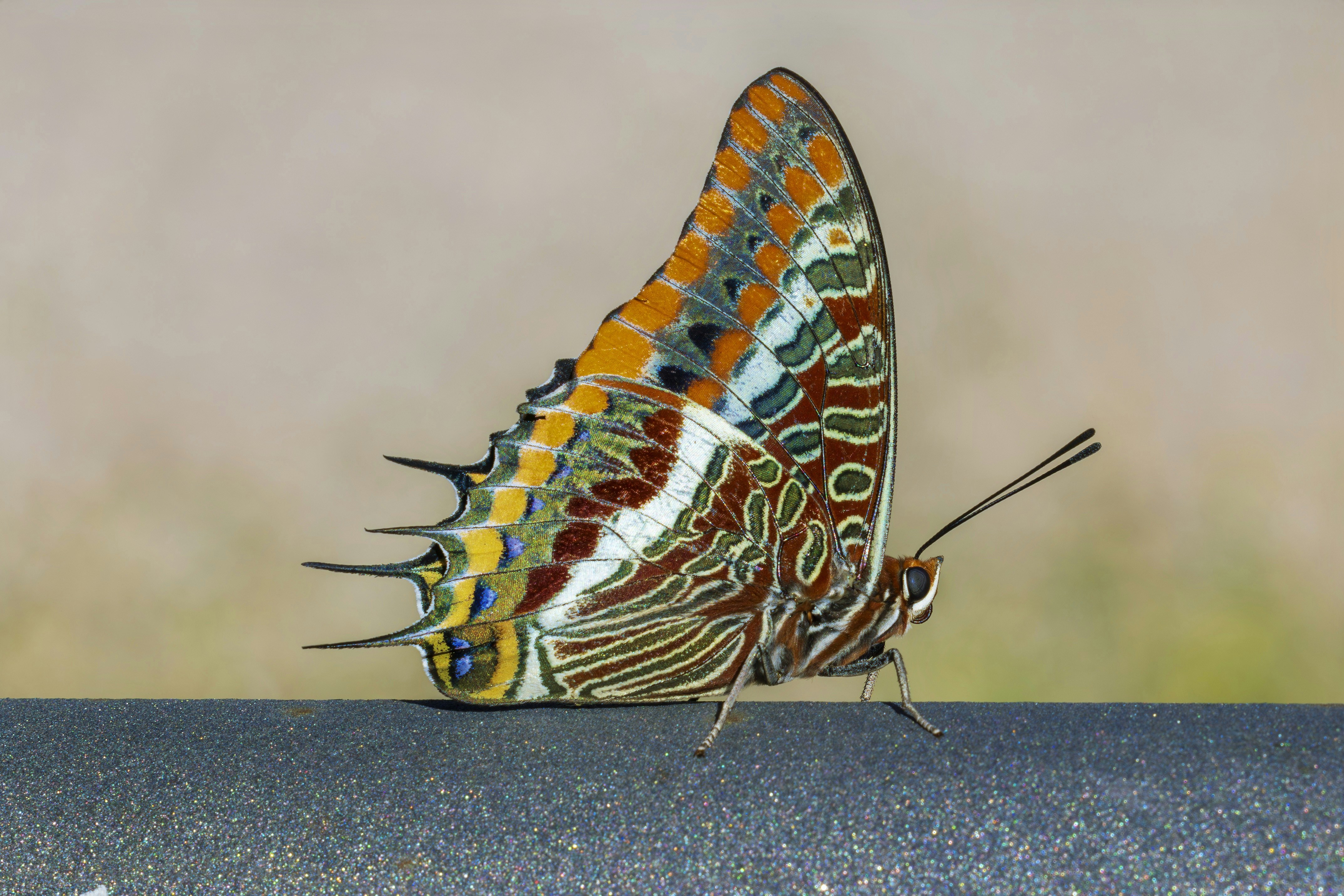 Iridescent Swallowtail on a Grainy Rail: A Macro Portrait of Color and Texture