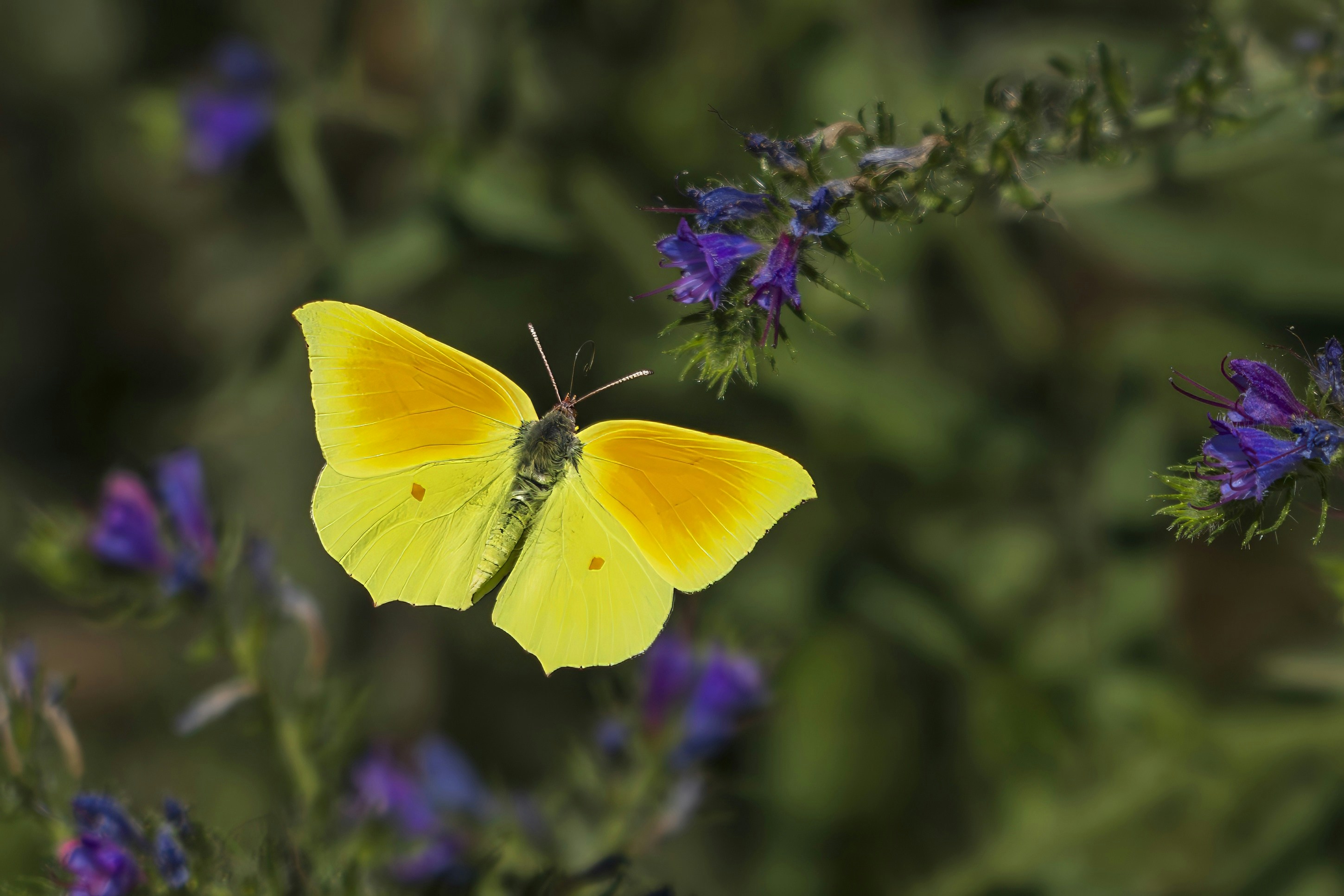 Golden Butterfly Among Violet Blooms