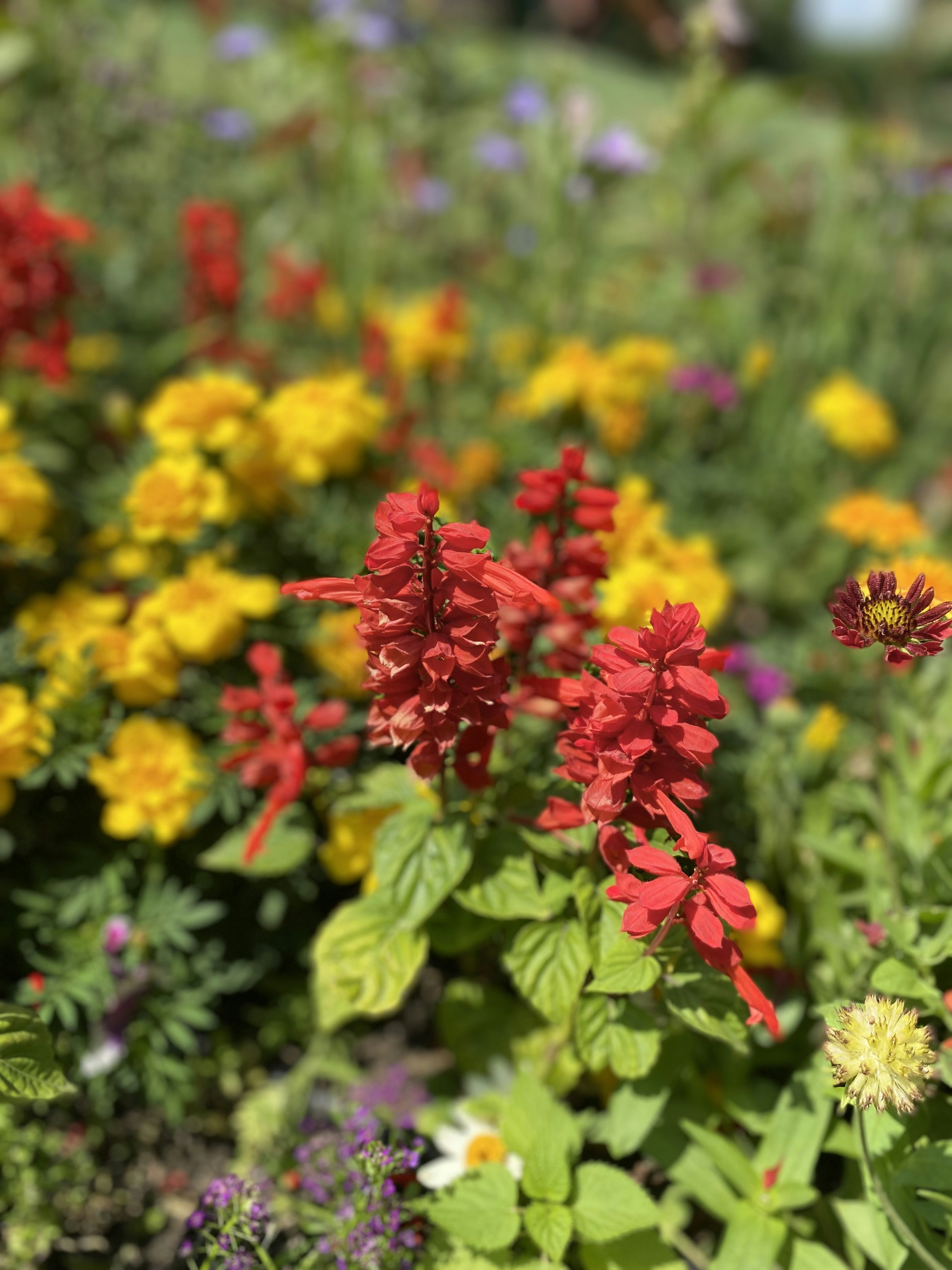 Crimson Crown Among a Rainbow of Garden Blooms