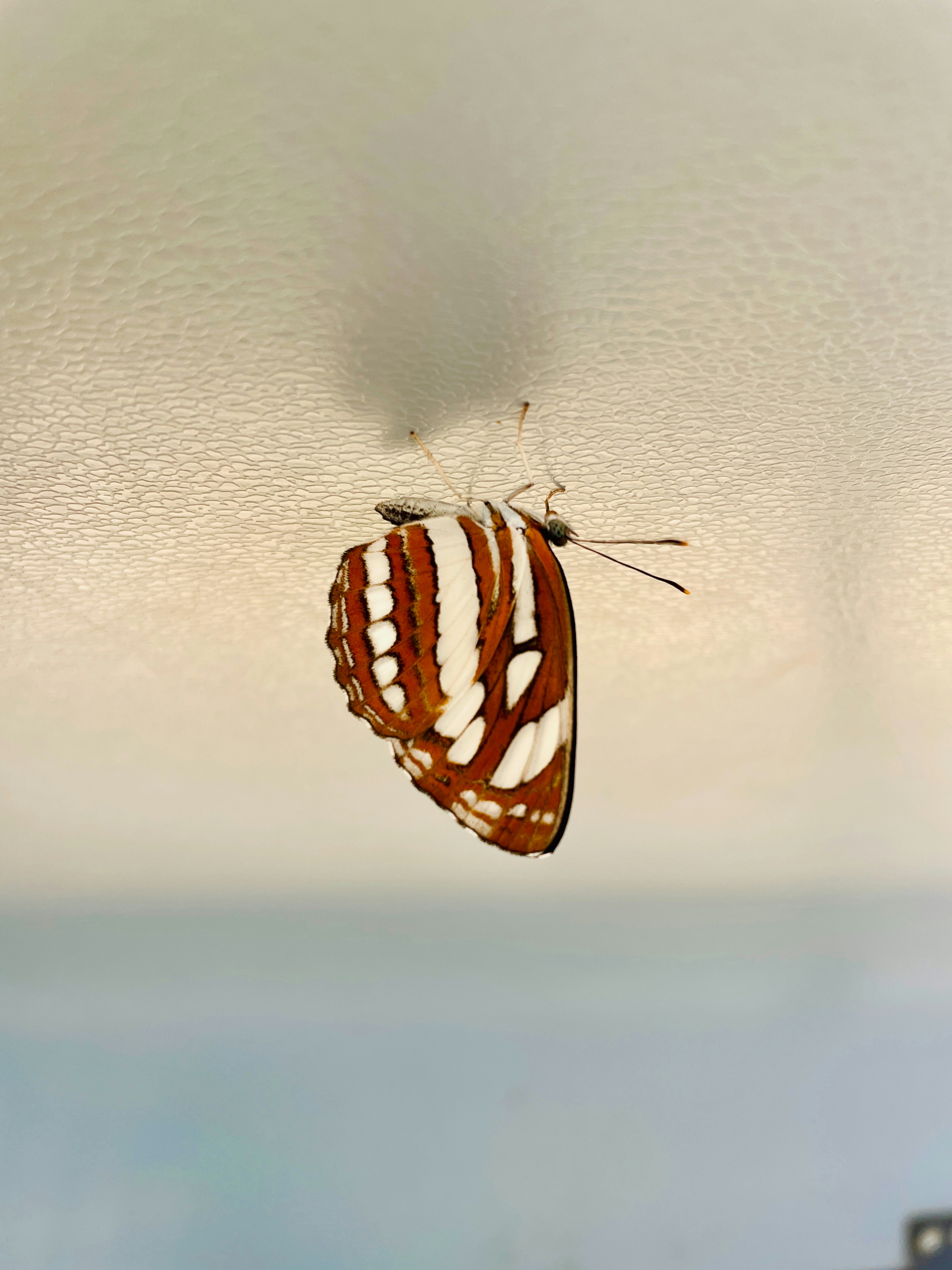 Brown-and-White Striped Butterfly Clinging to a Pale, Textured Backdrop