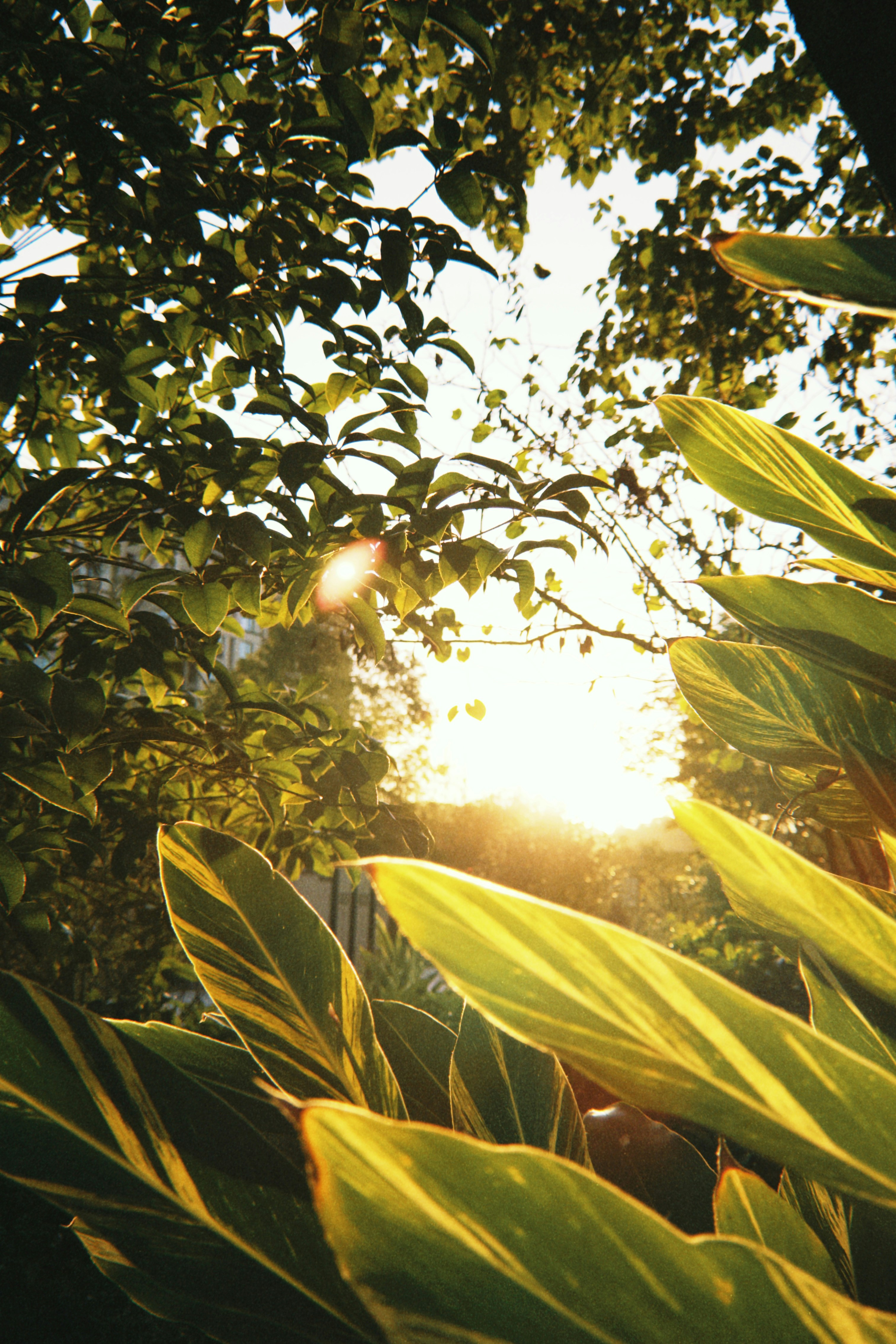 Sunlit Canopy: a Leaf-Framed Moment of Golden Hour