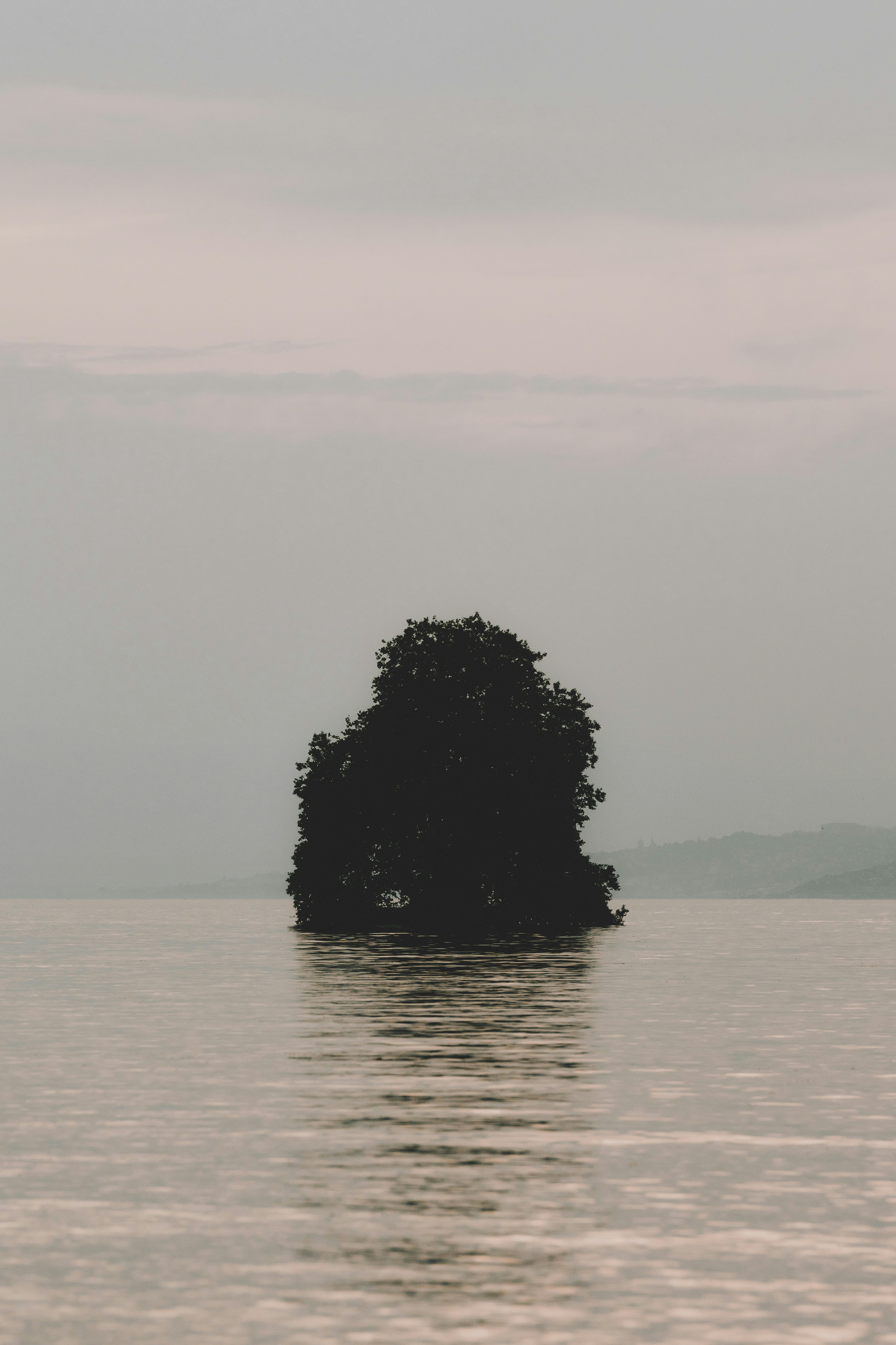 Lone Tree Island Emerges Through Mist on a Silent Lake