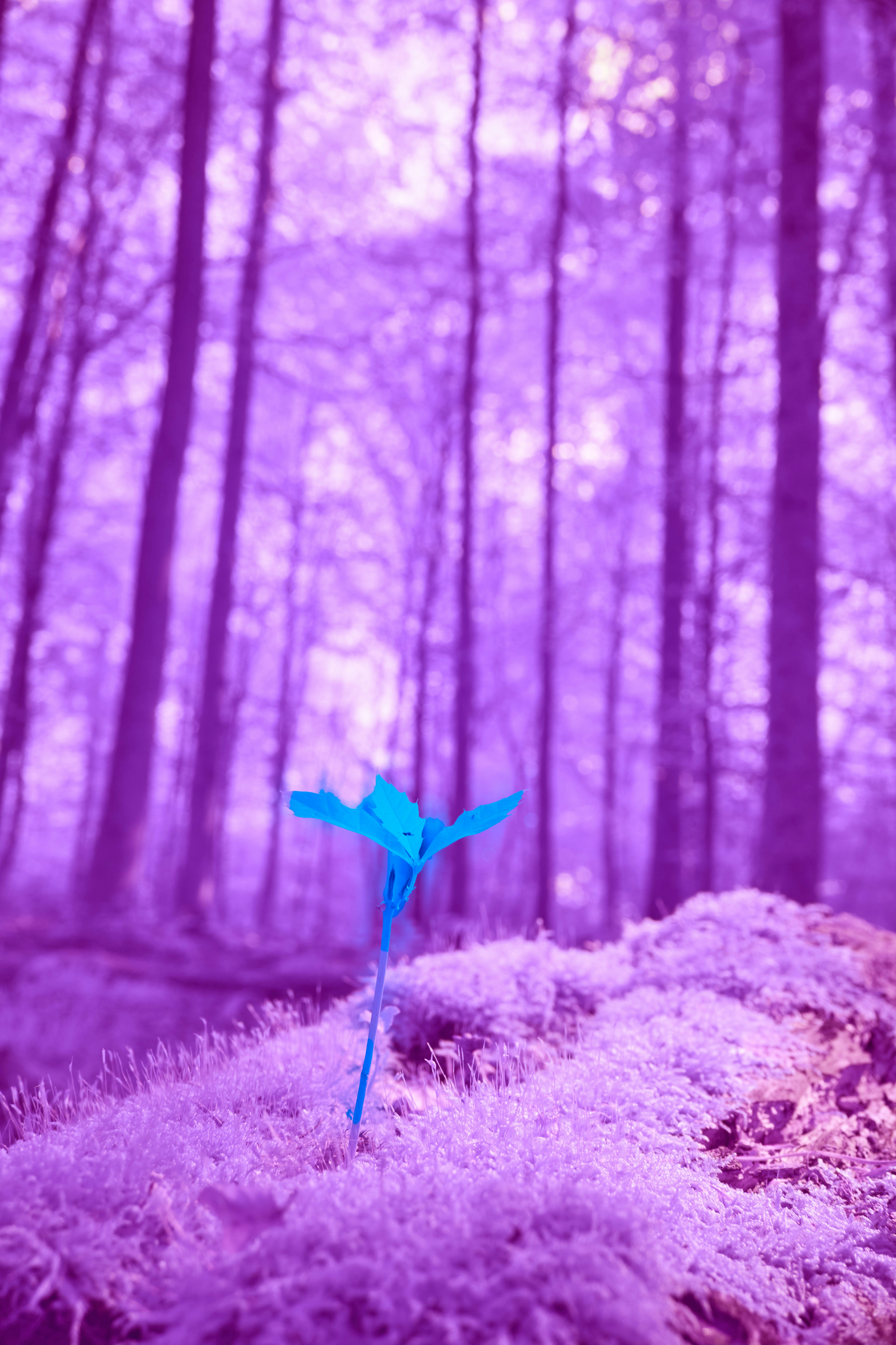 A blue flower sitting on top of a moss covered ground photo – Free ...