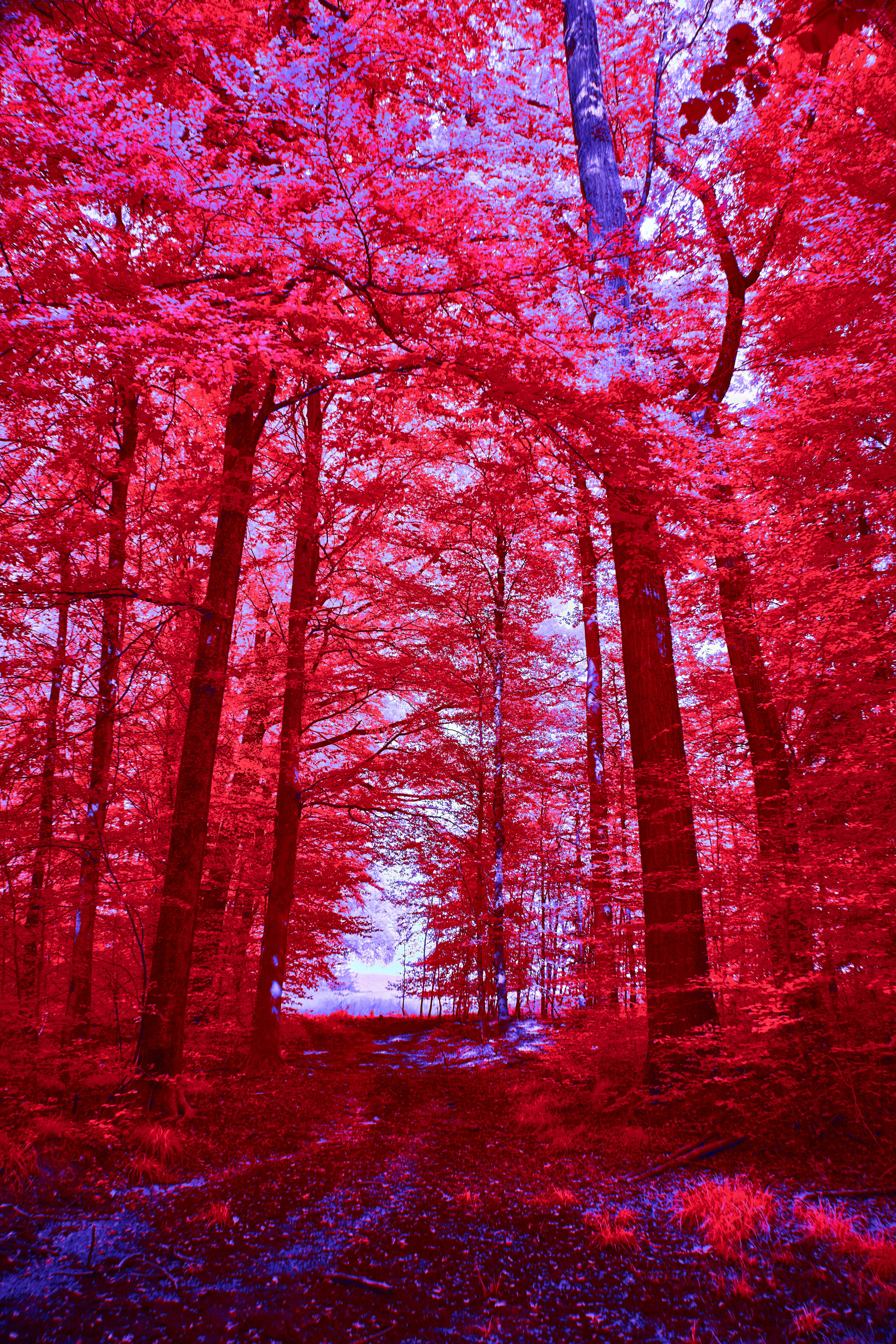A red and blue infrared image of a forest photo – Free Autumn Image on ...