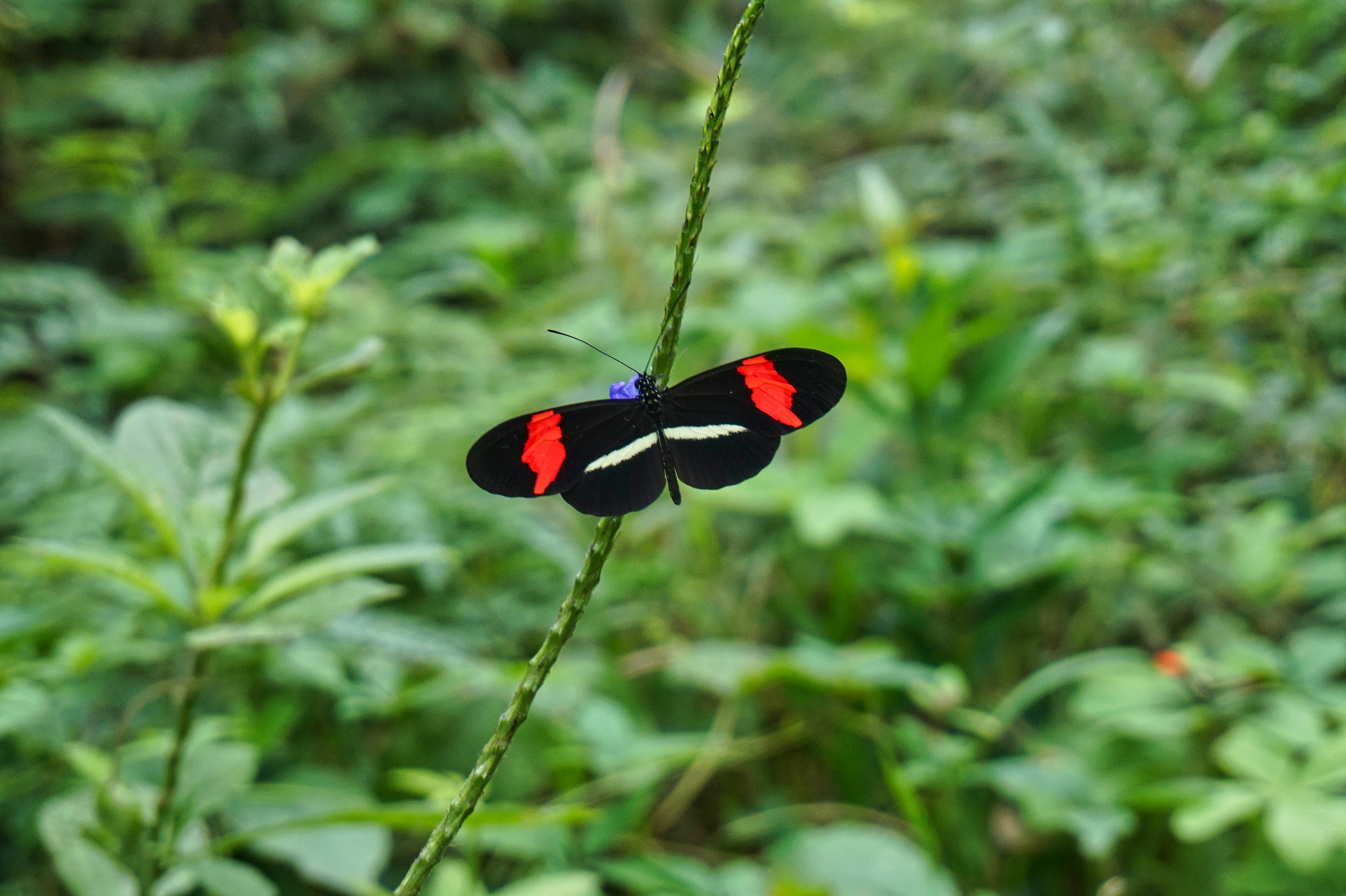 Red-edged Black Wings on a Green Thread