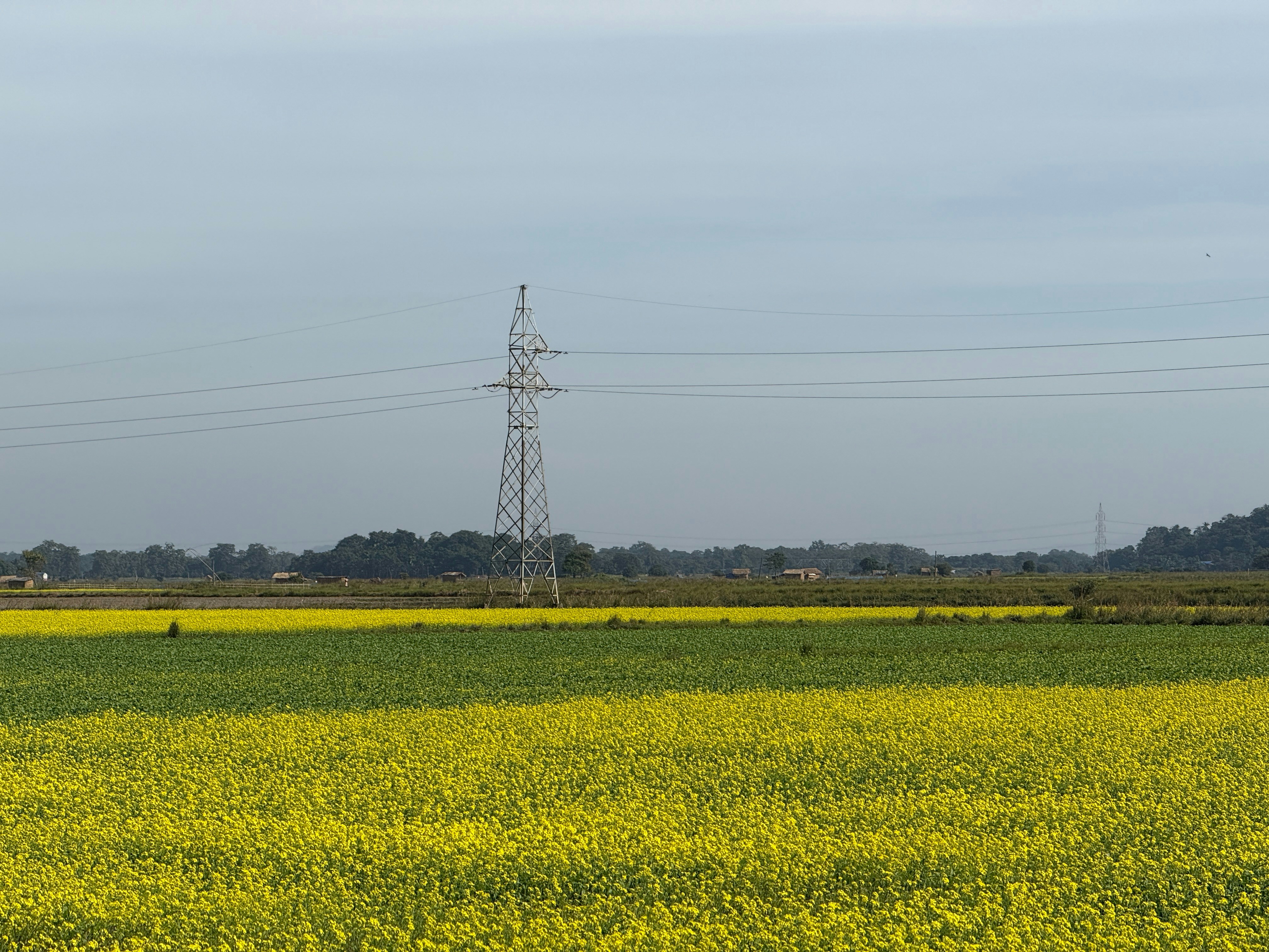 Illuminated Lowland: Canola Fields under a Quiet Horizon