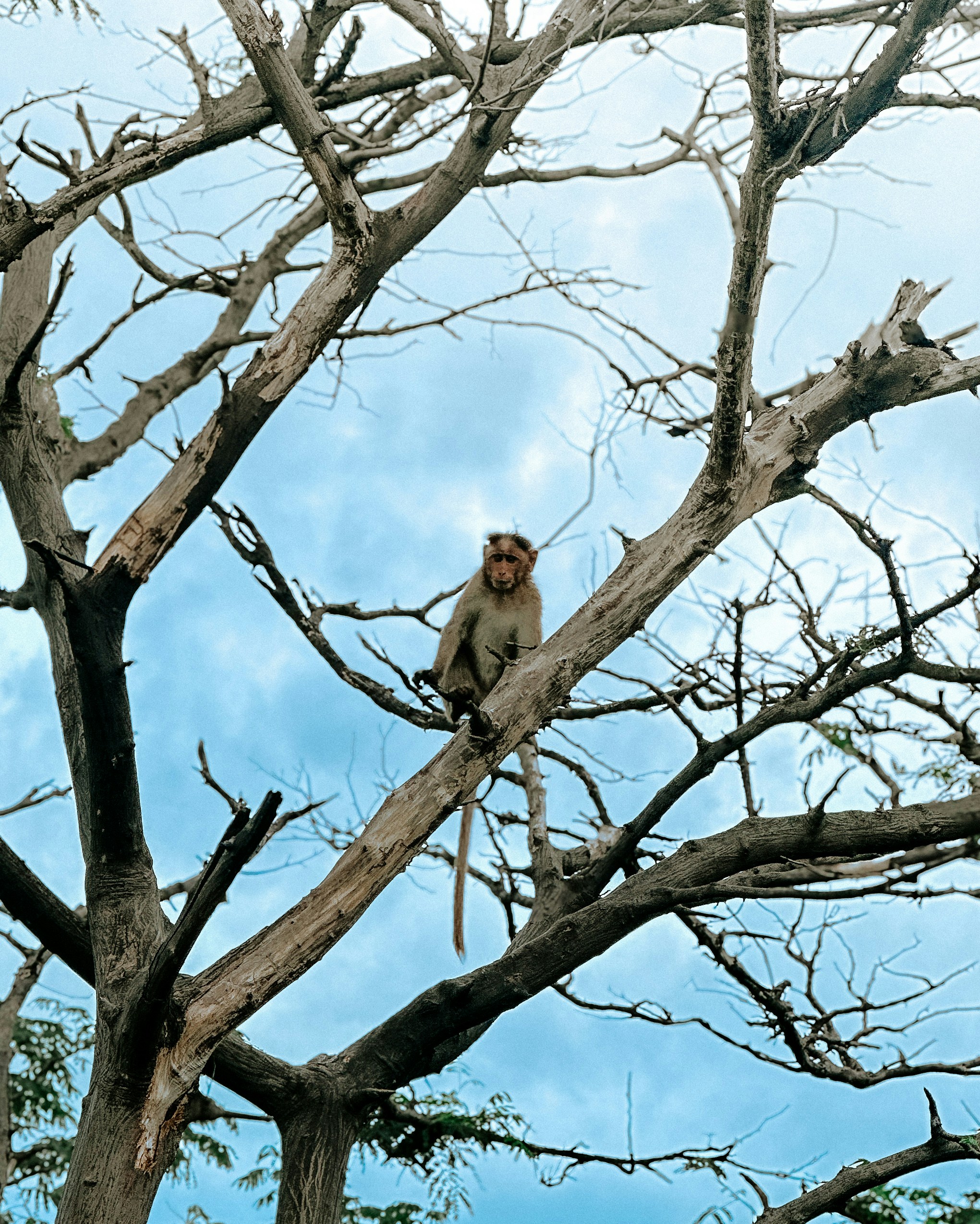 Lone Monkey on a Gnarled Branch Against a Cobalt Sky