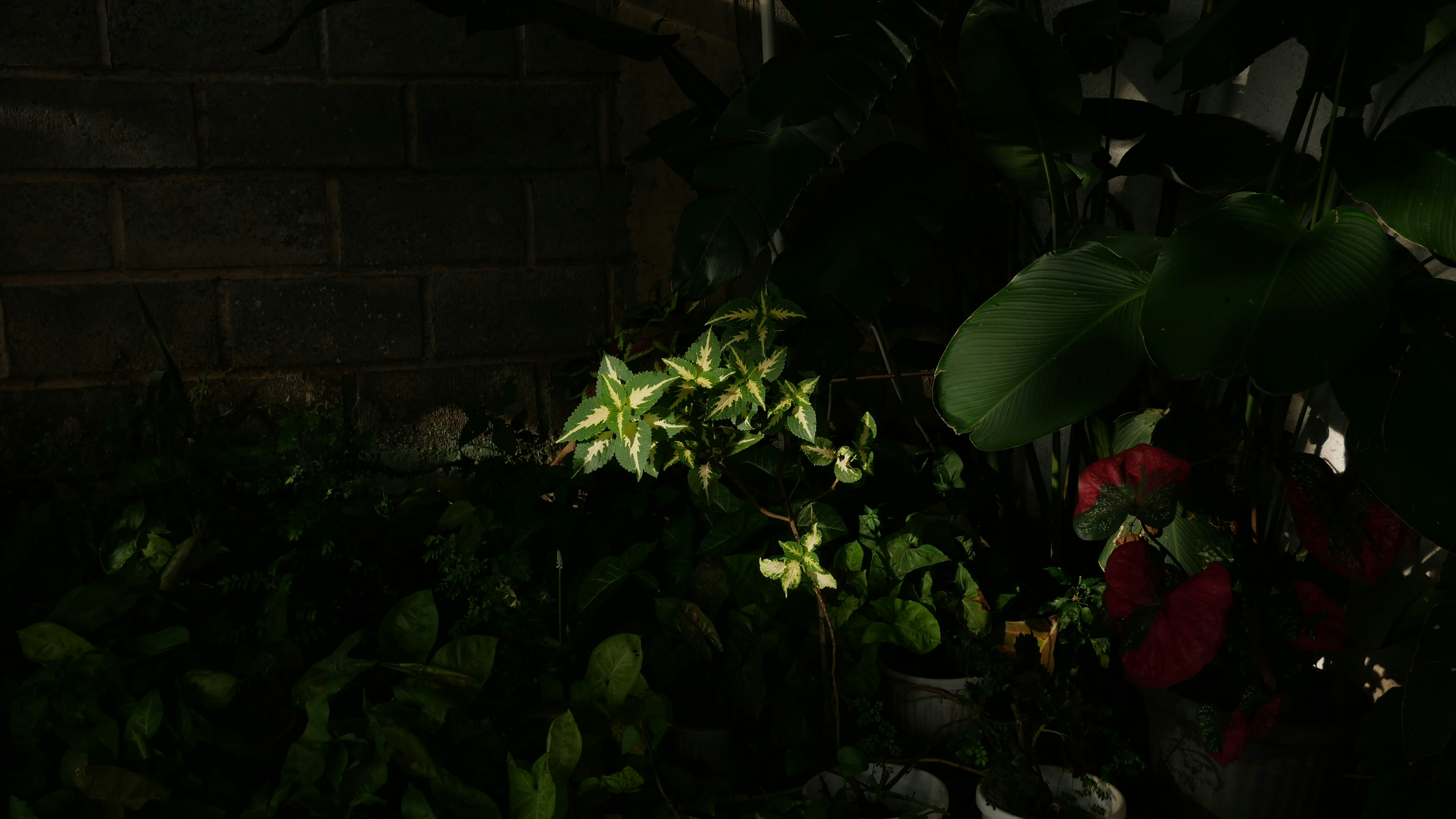 Sunlight filters through leaves, illuminating a patch of greenery in a shaded garden corner.