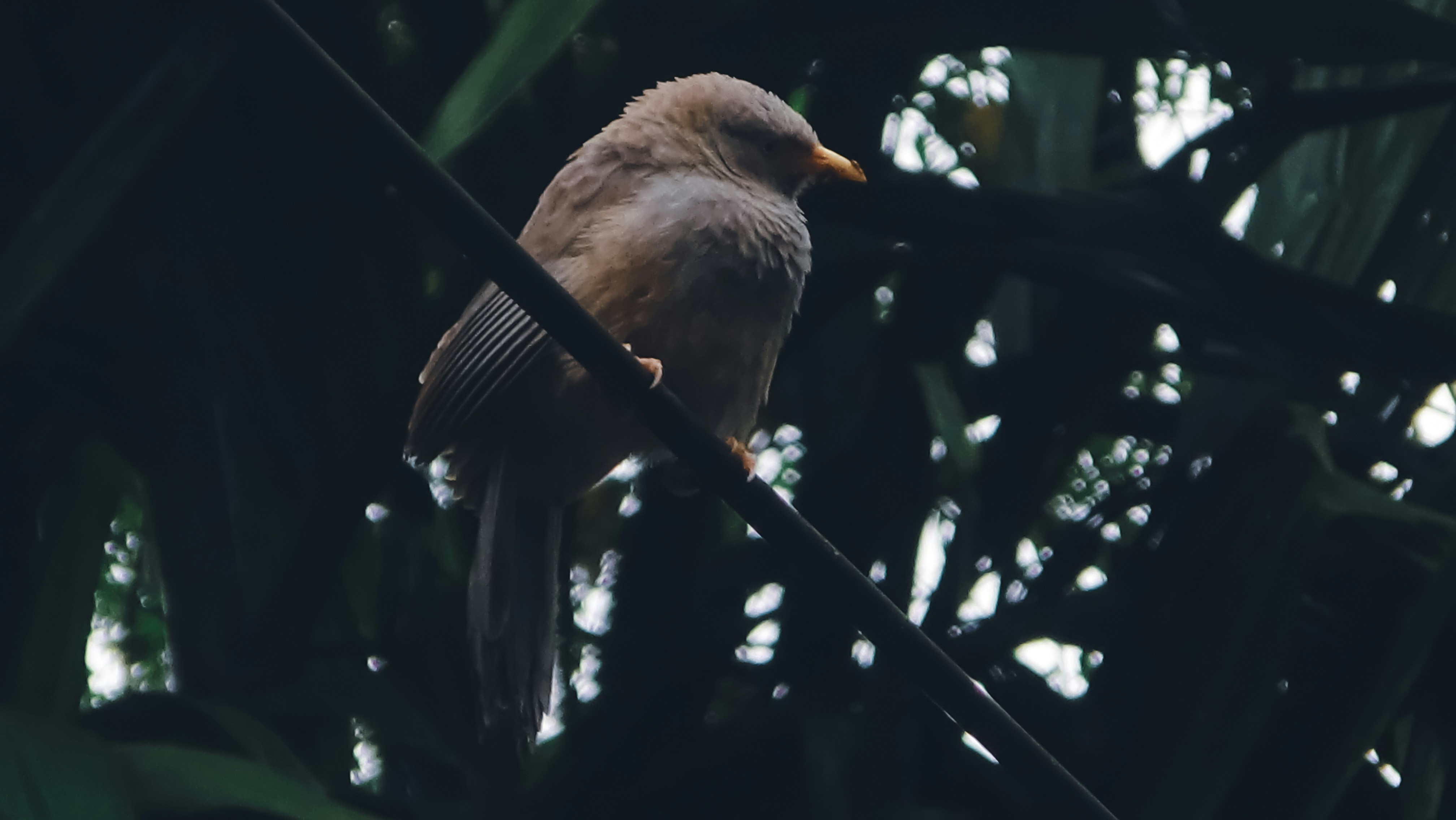 Nightingale Pictures | Download Free Images on Unsplash