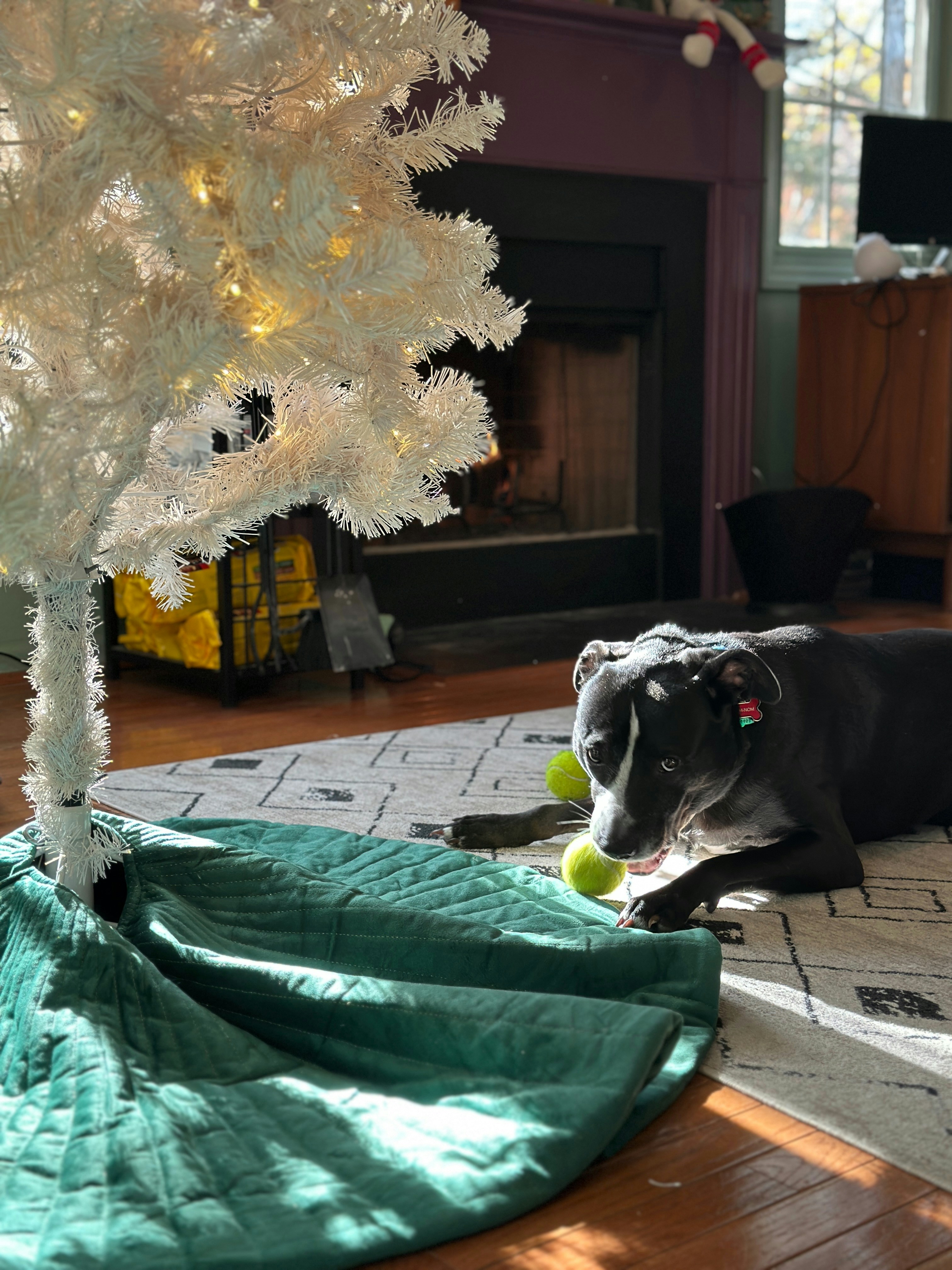 A Cozy Holiday Scene with a Playful Companion
