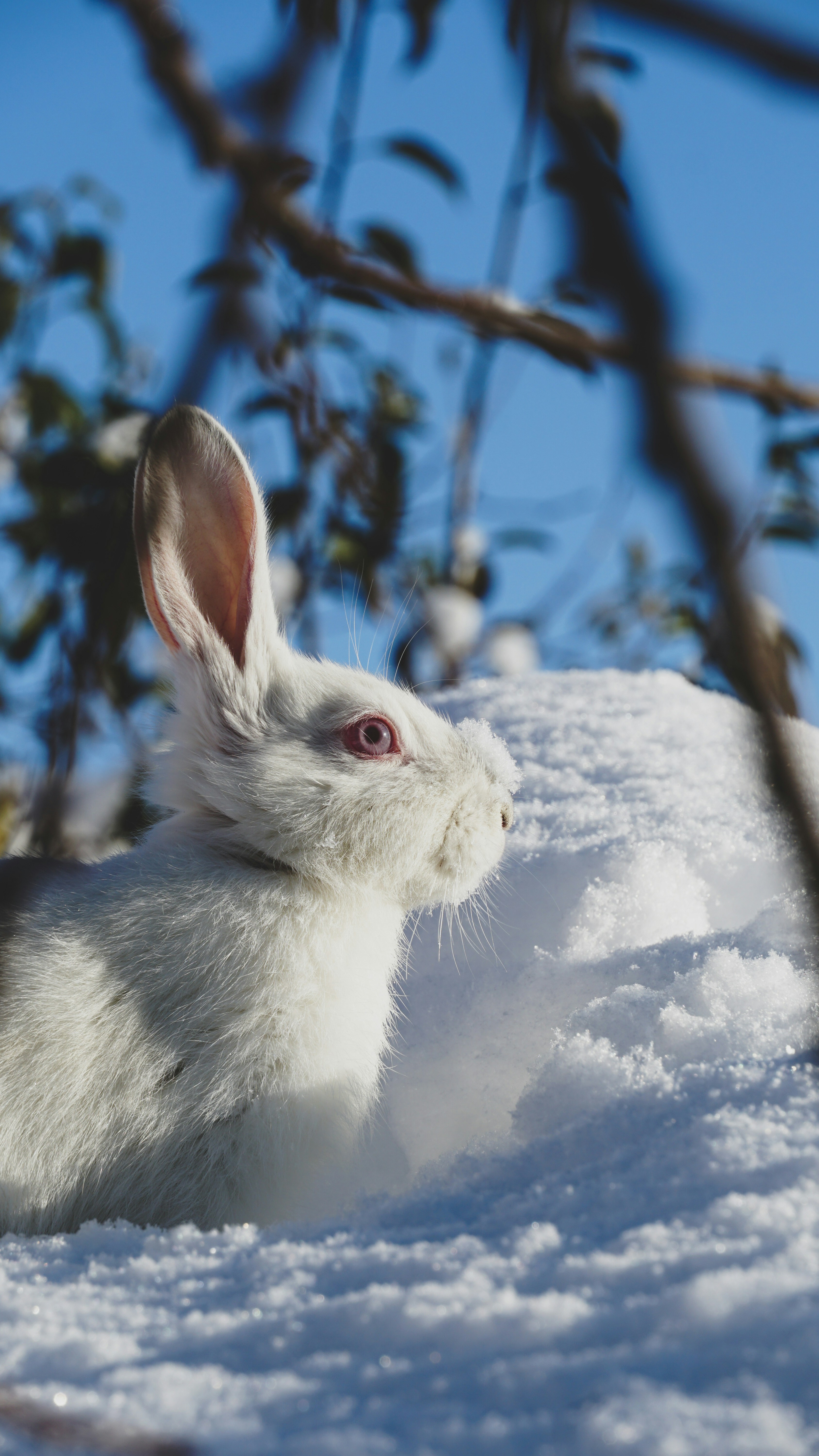 Snow Bunny Pictures | Download Free Images on Unsplash