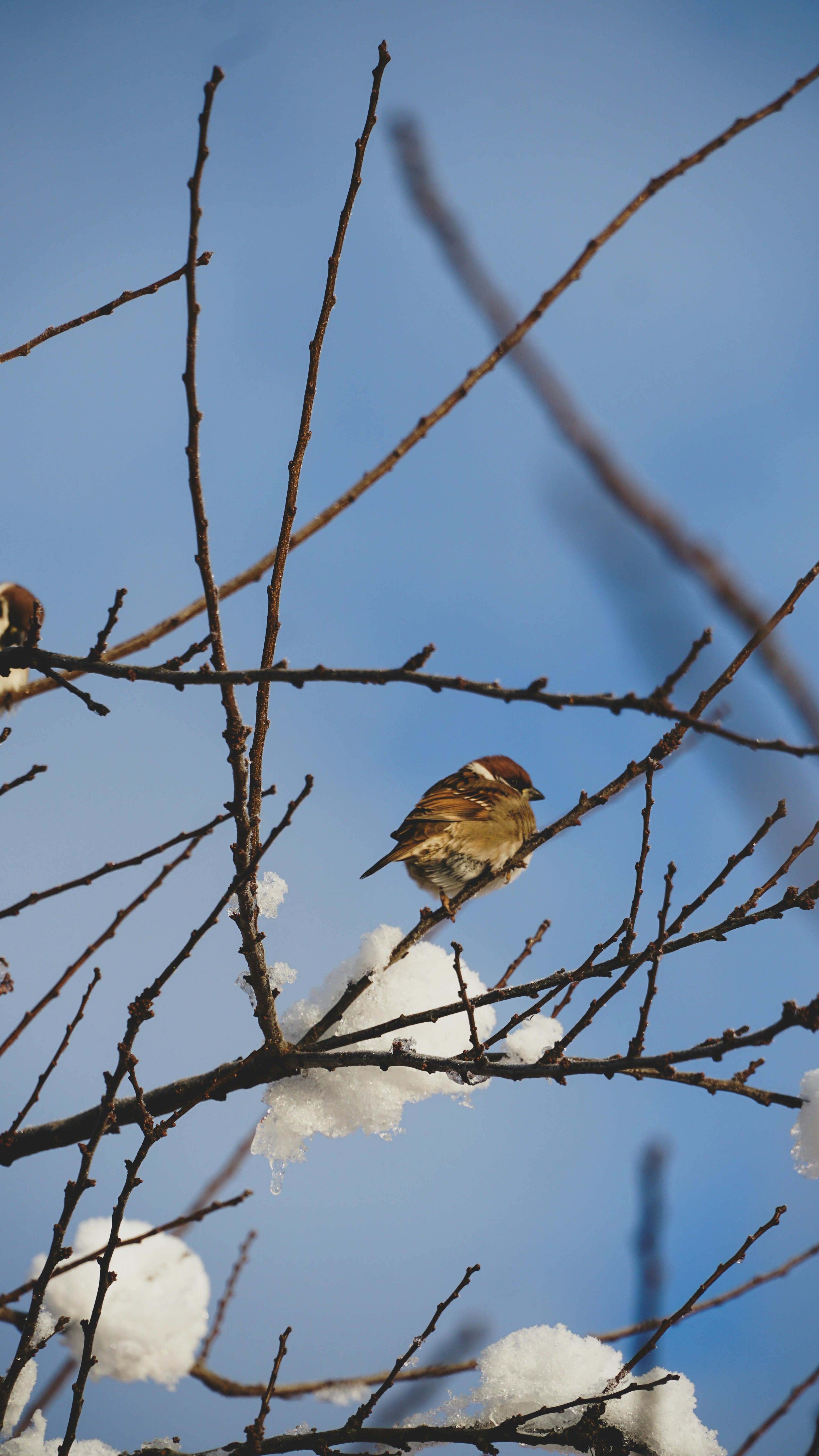 Azure Sky, Frosted Perch: A Tiny Sparrow Commands a Snowy Branch