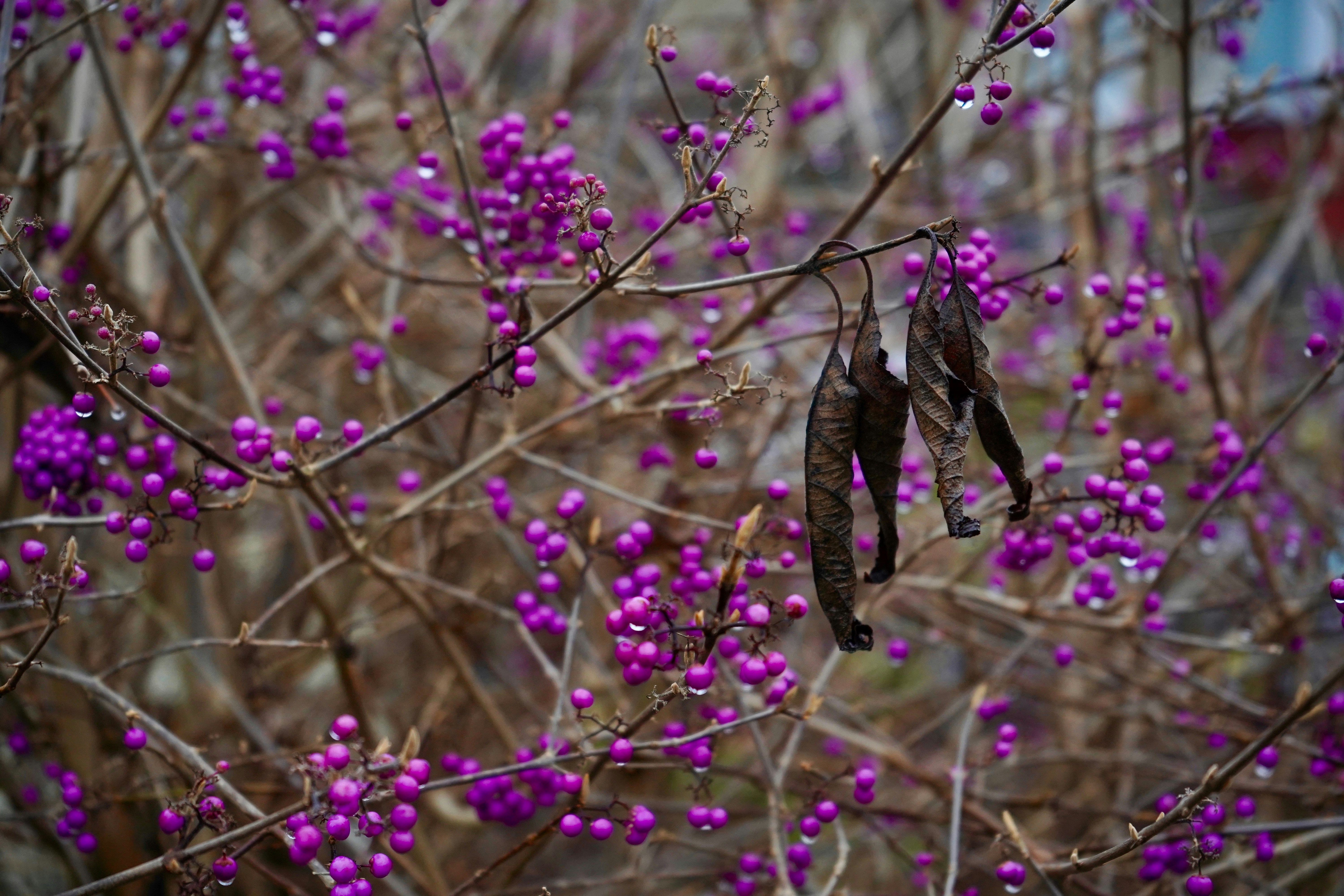 Whispers of Winter: The Last Leaves Among Vibrant Berries