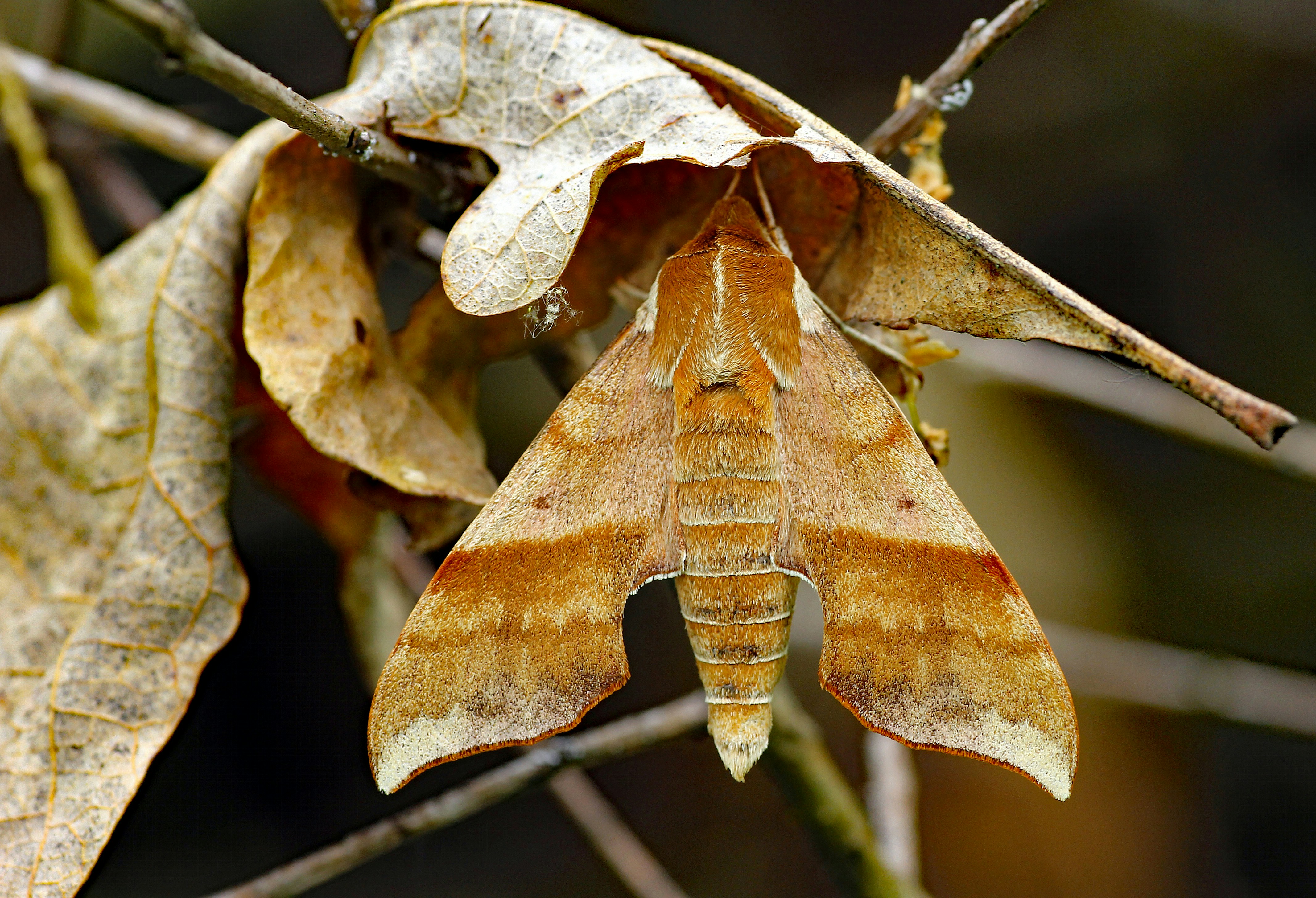 Amber-winged Hawk Moth: Macro Portrait in Autumn Stillness