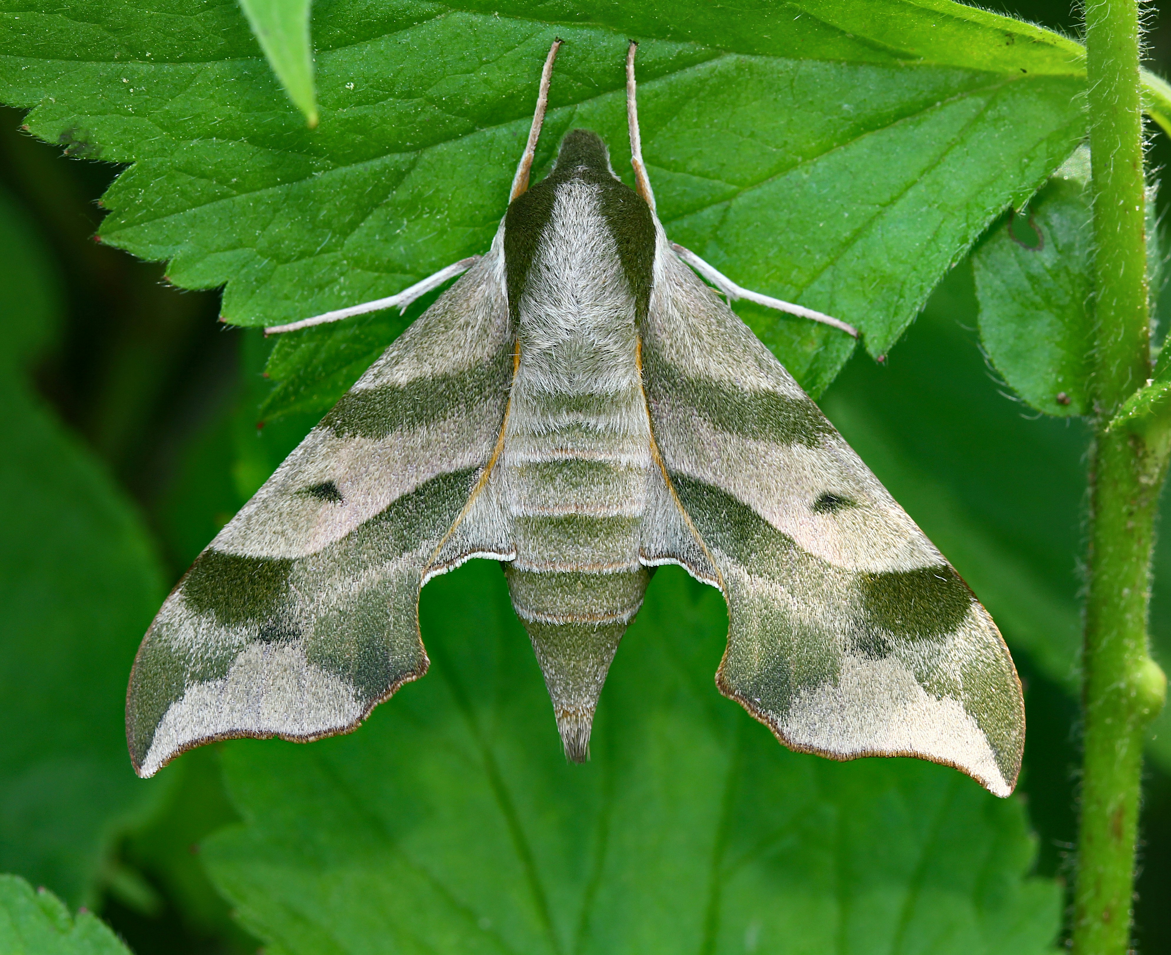 Green-veined Moth Resting on Leaf, Symmetrical Wings Displaying Camouflage Pattern