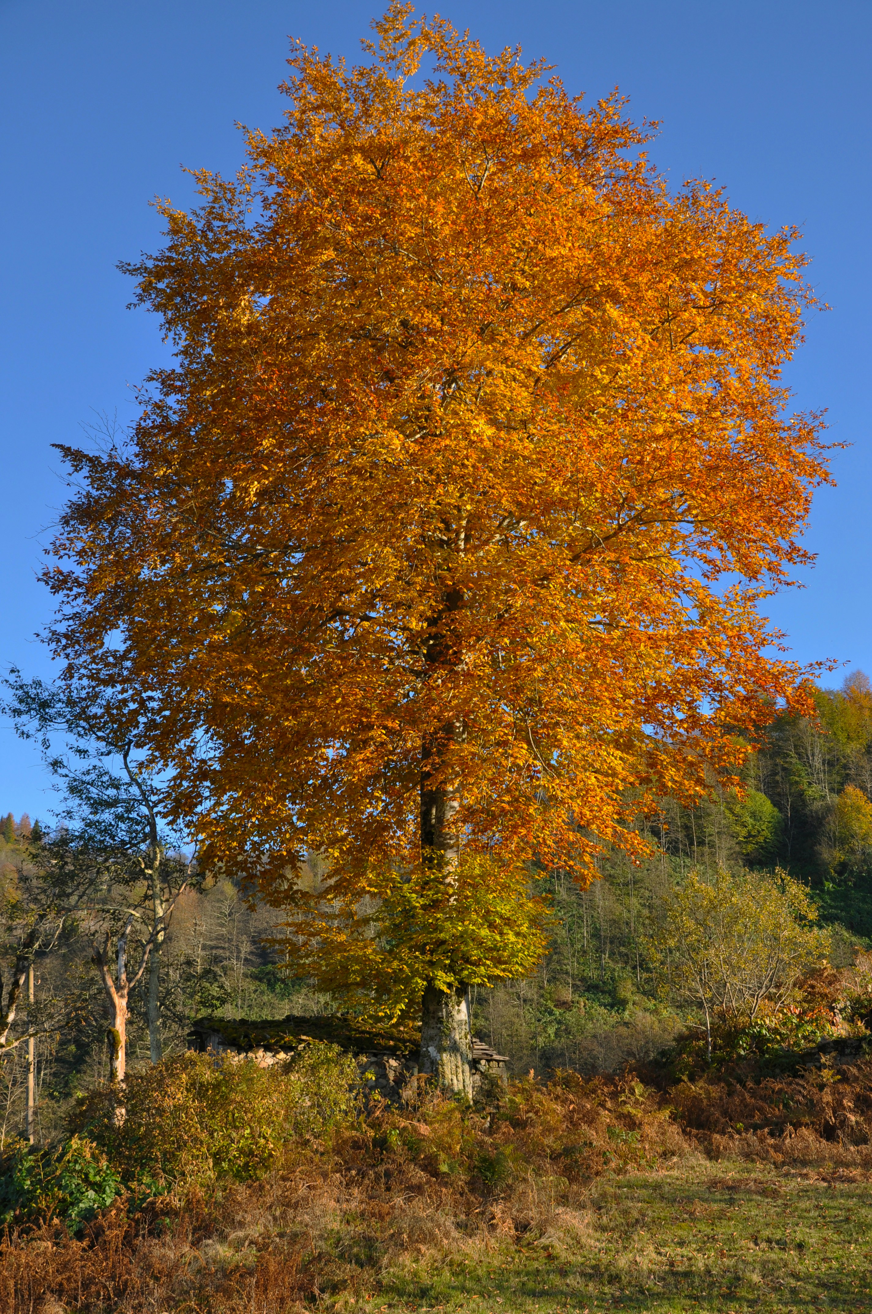 Ember Crown Against the Azure: A Solitary Autumn Tree Reaching for Light