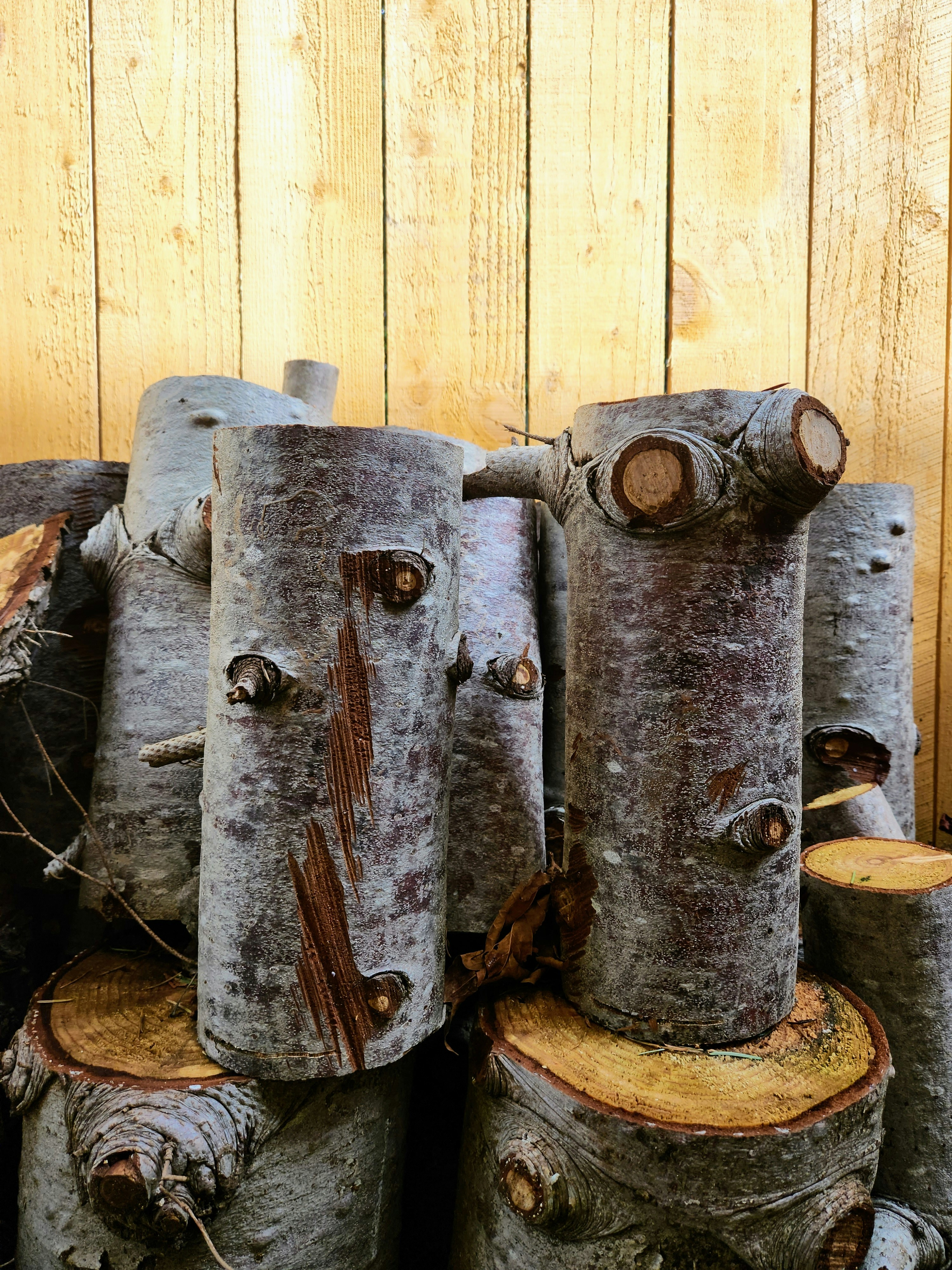 Birch Log Stack by the Fence: A Rustic Textural Study