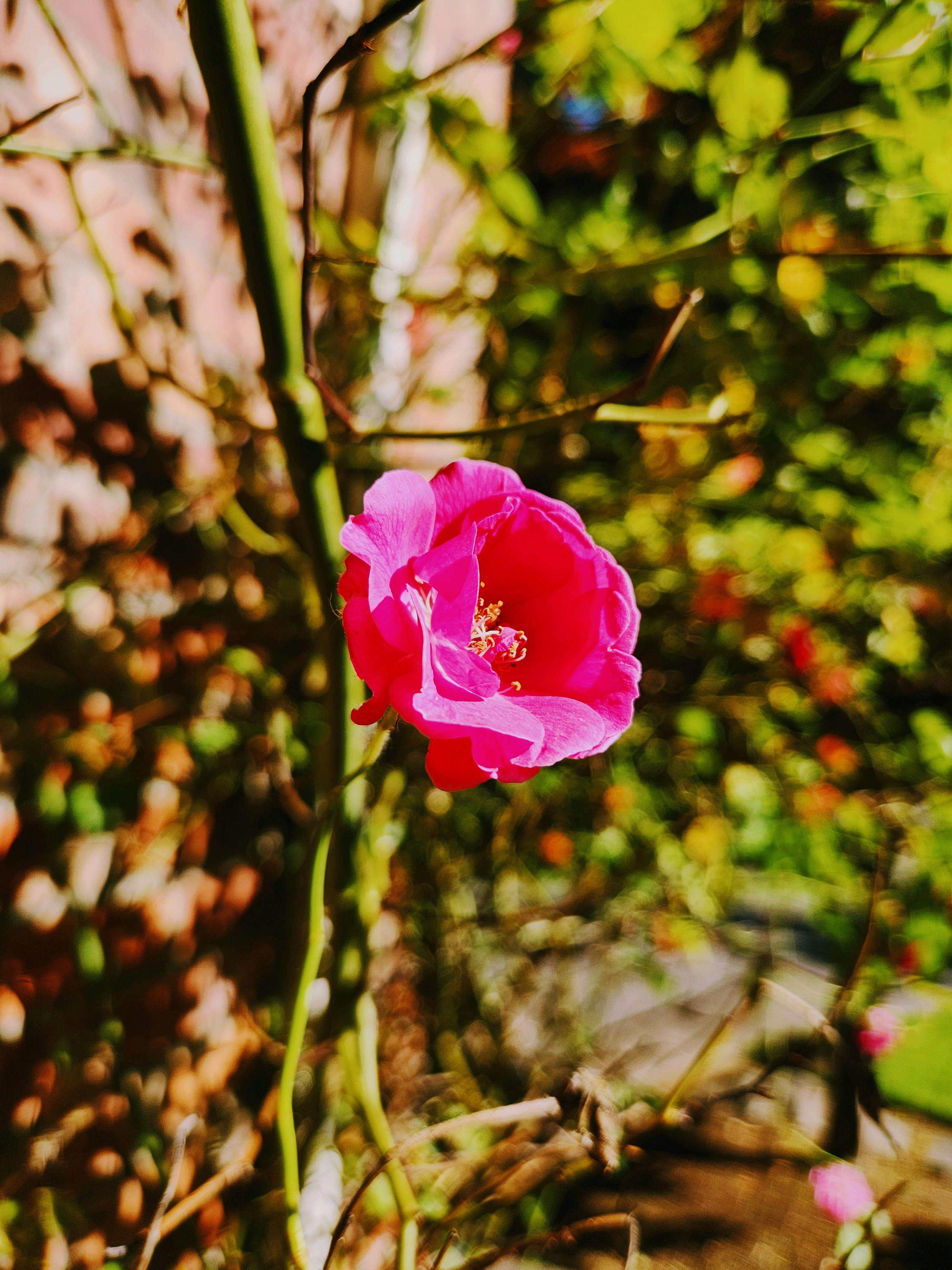 Pink Petal Piercing Through a Sunlit Garden Blur