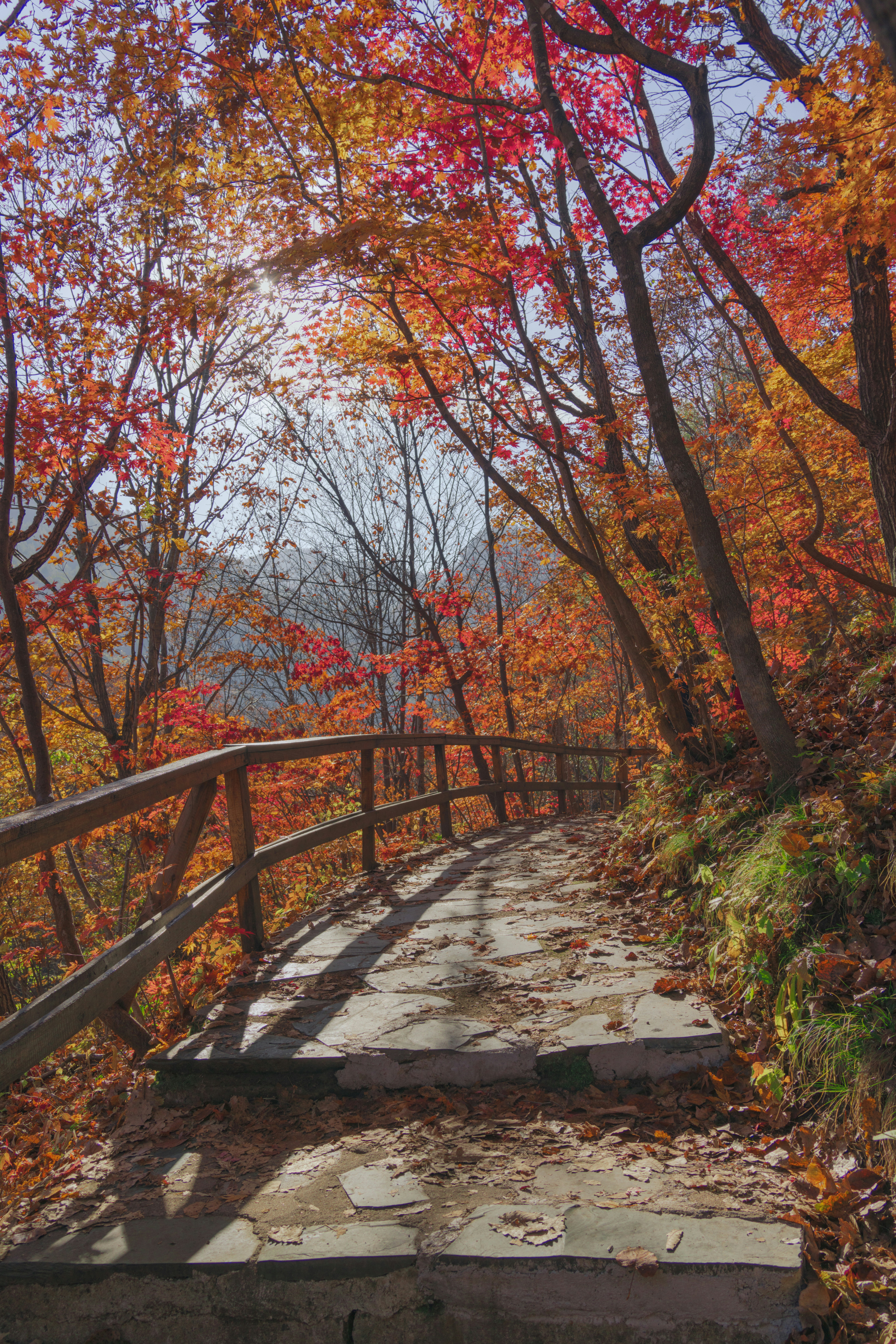 A wooden walkway surrounded by trees in the fall photo – Free Benxi ...
