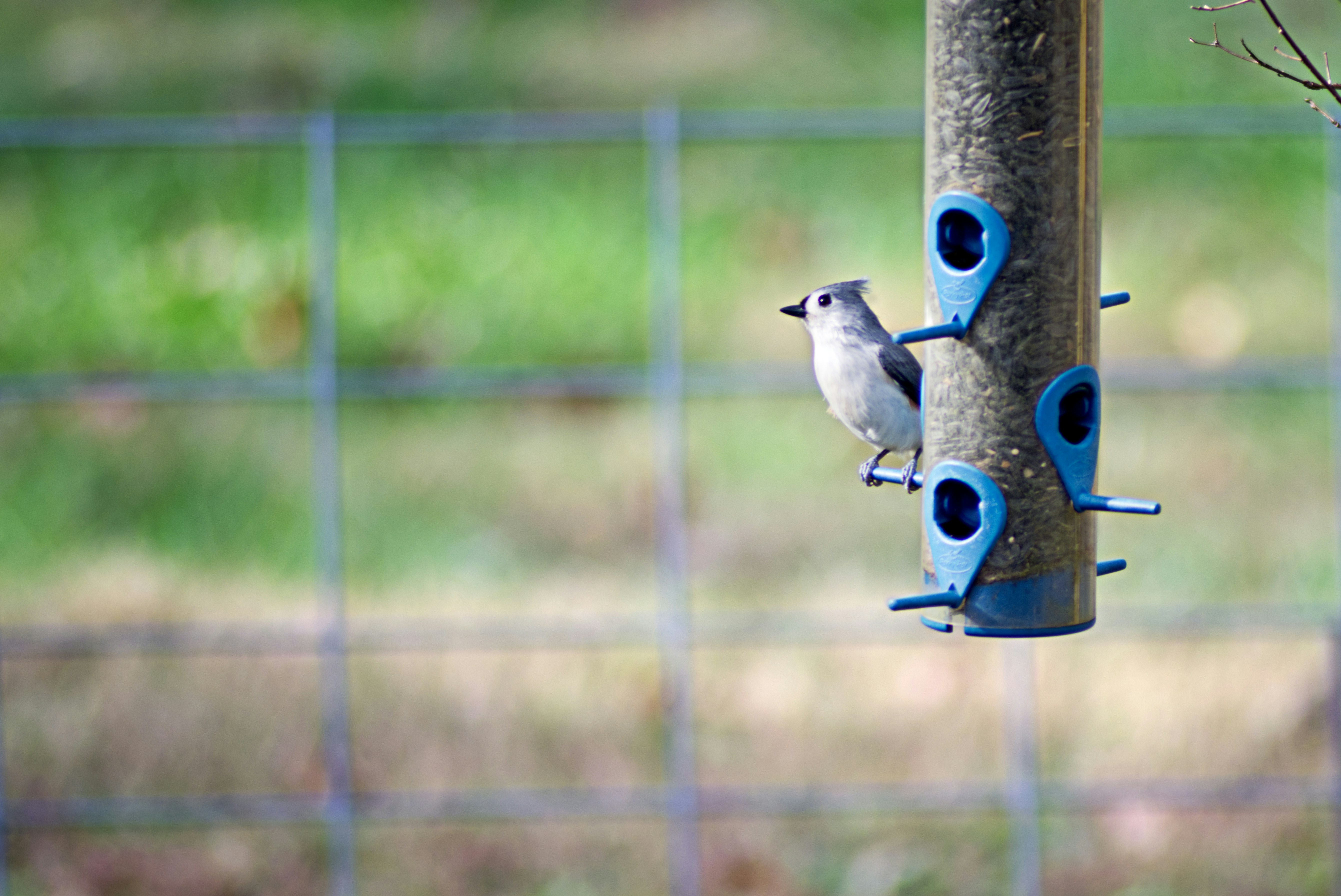 A Feathered Visitor at the Seed Station
