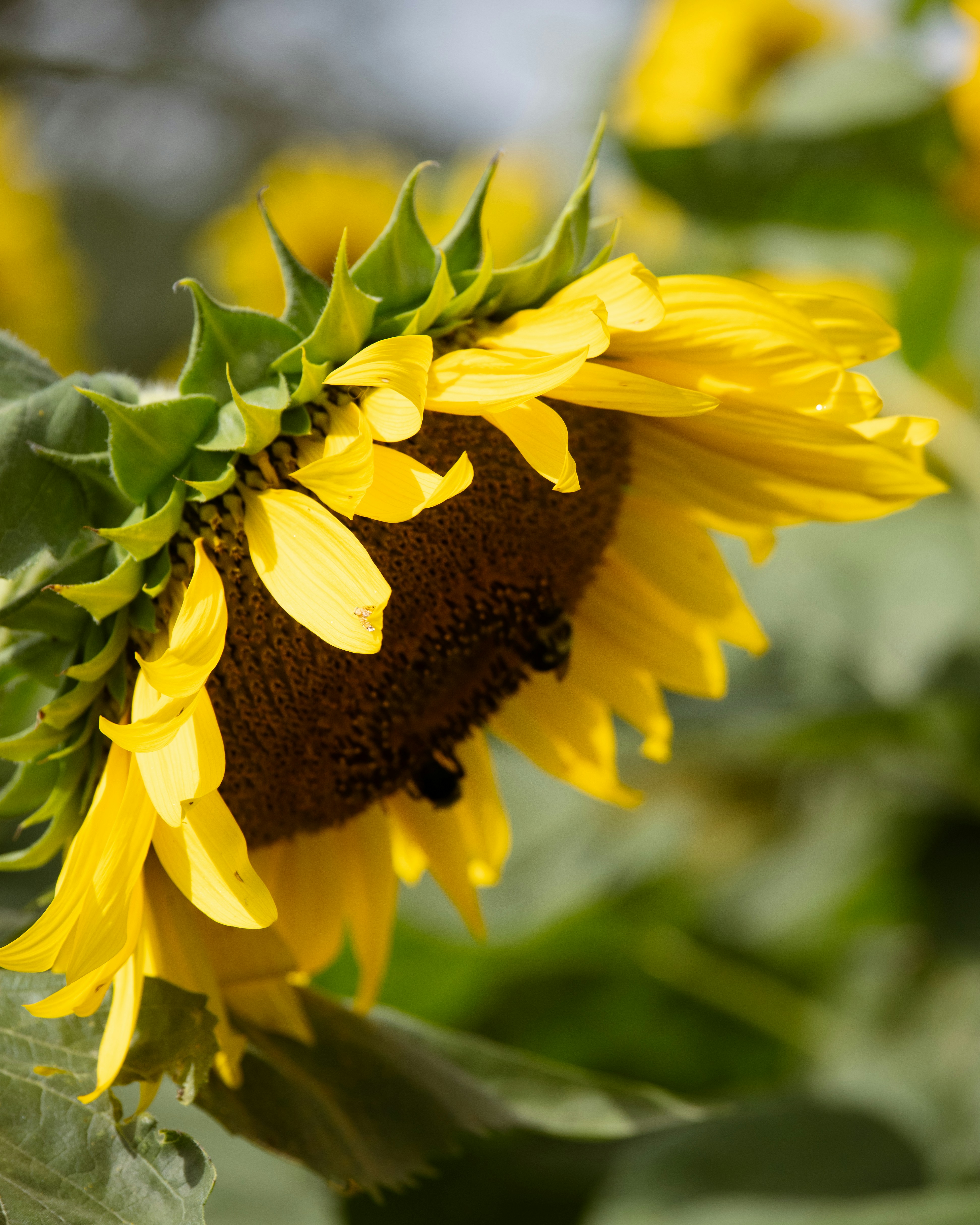 Sunflower Tilt: Close-Up of a Drooped Bloom Against a Soft Green Backdrop