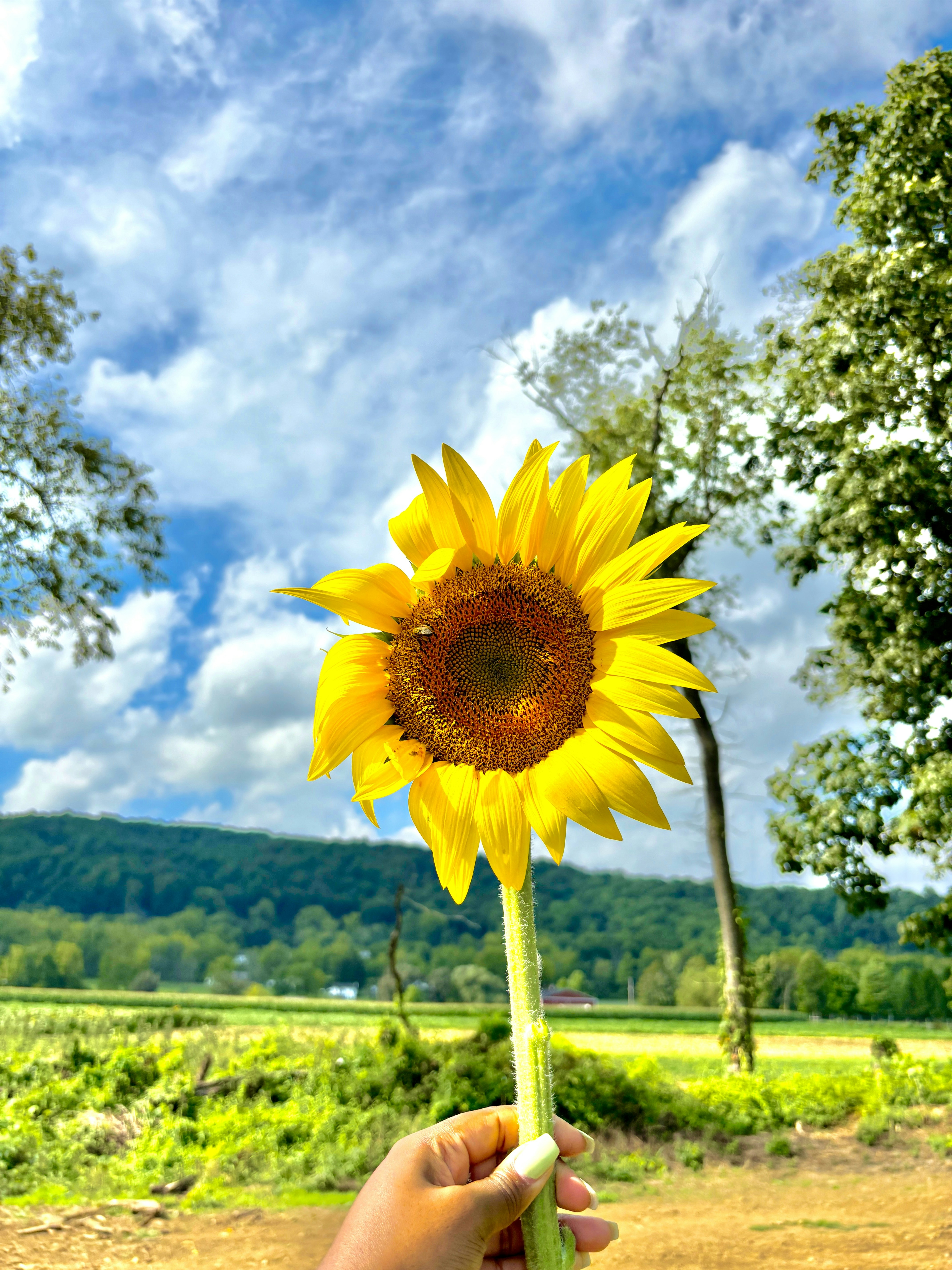 Sunlit Helios: A Hand-held Sunflower Reaches for the Sky