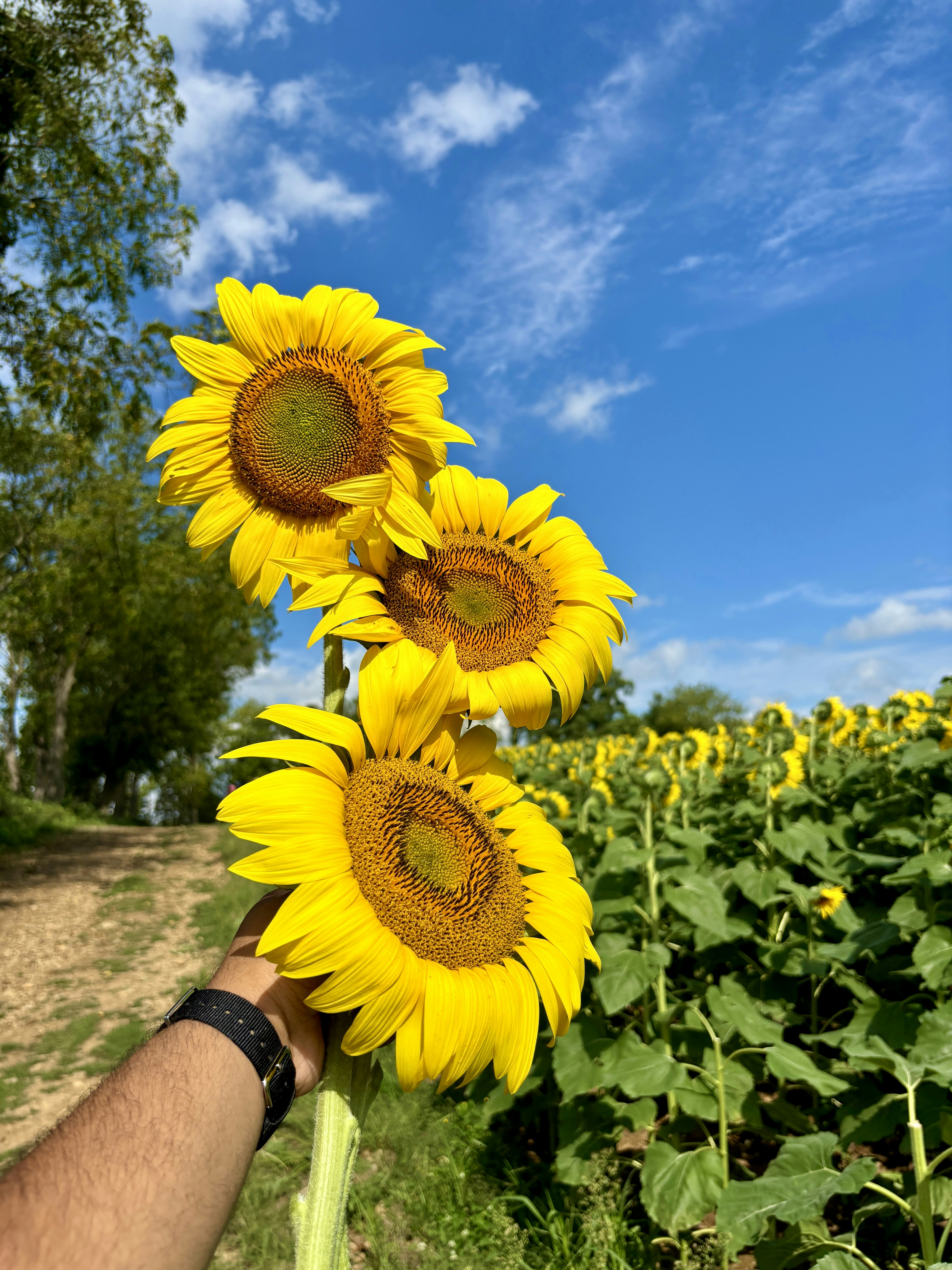 Sunlit Sunflowers Grasping for Sky