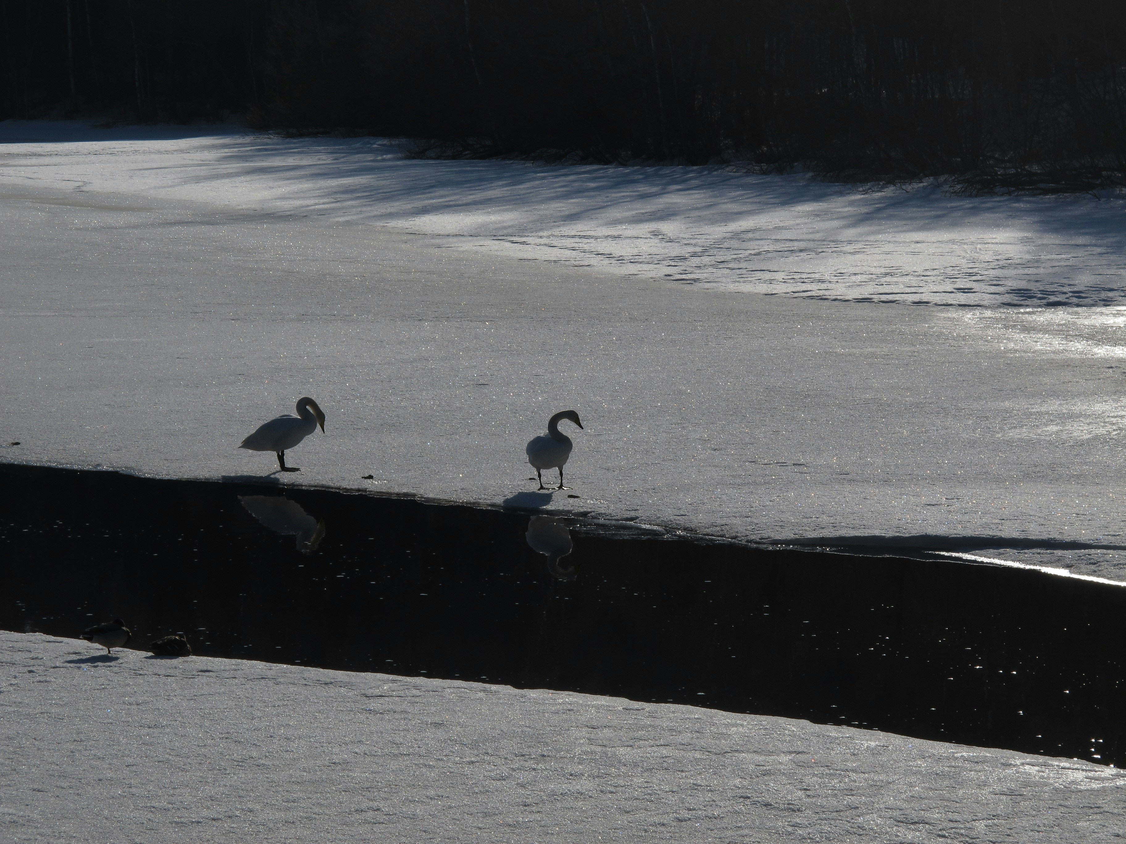 Duo on the Ice: Two Shorebirds on a Quiet Frozen Edge