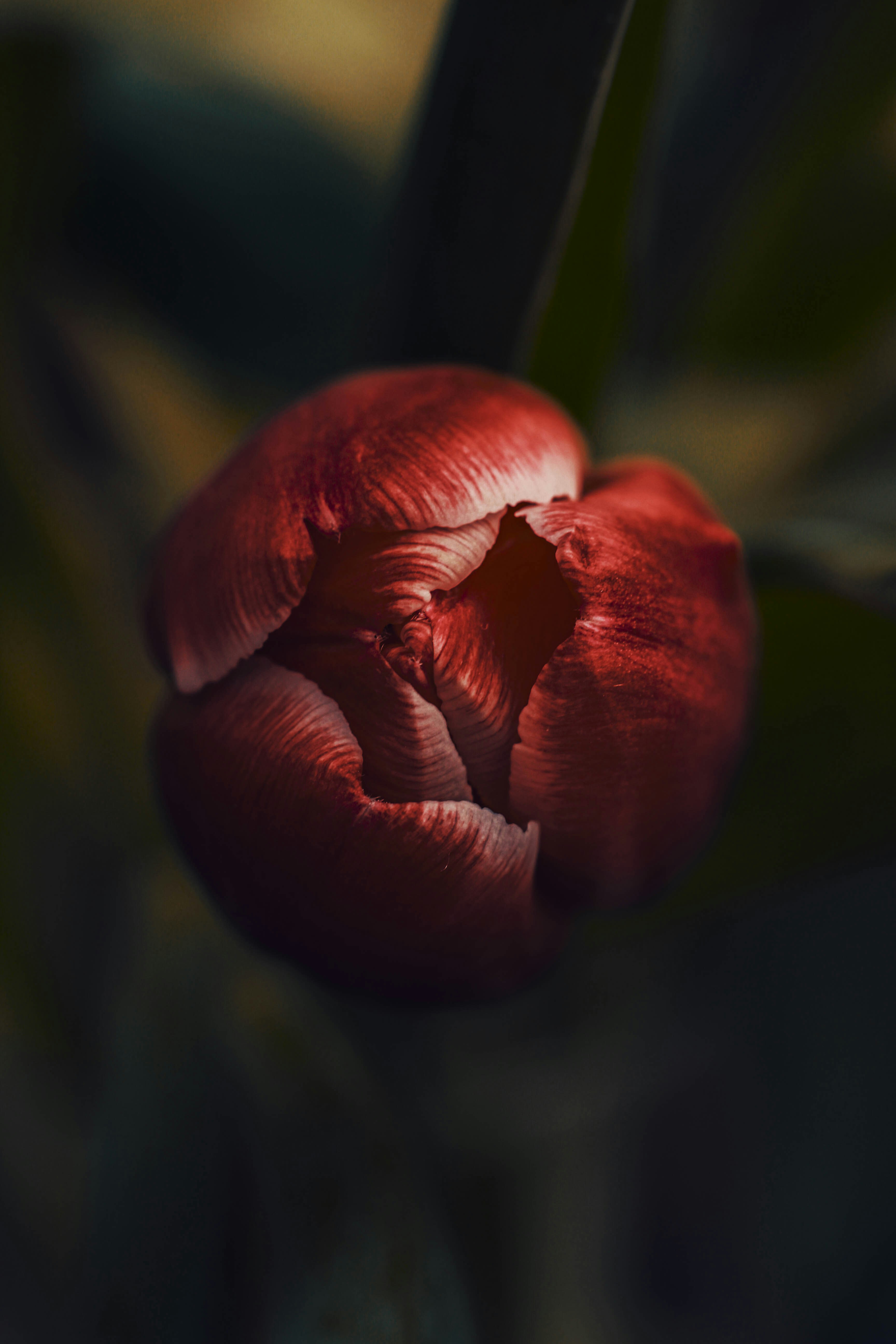 Crimson Tulip Bud in Velvet Shadow