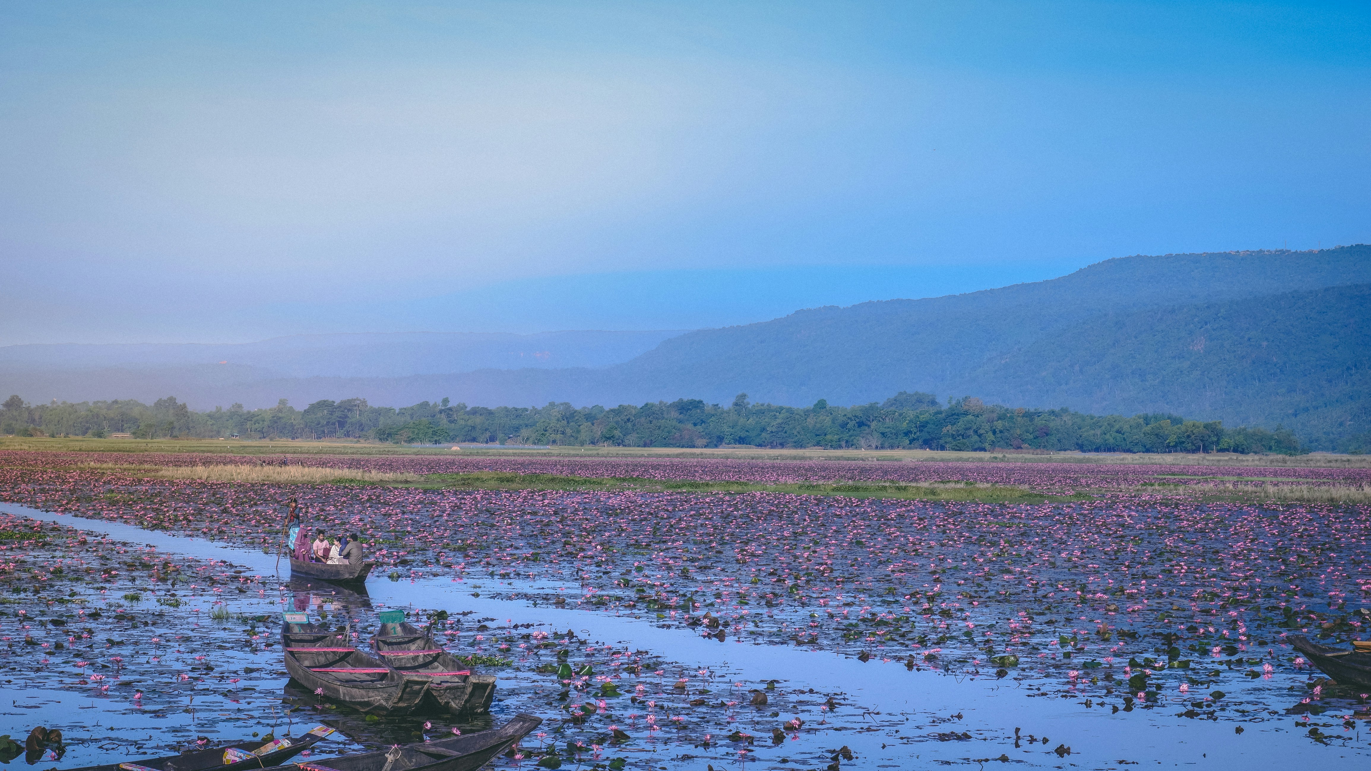 Drifting Among a Pink Lily Sea: Boats on a Quiet Lake