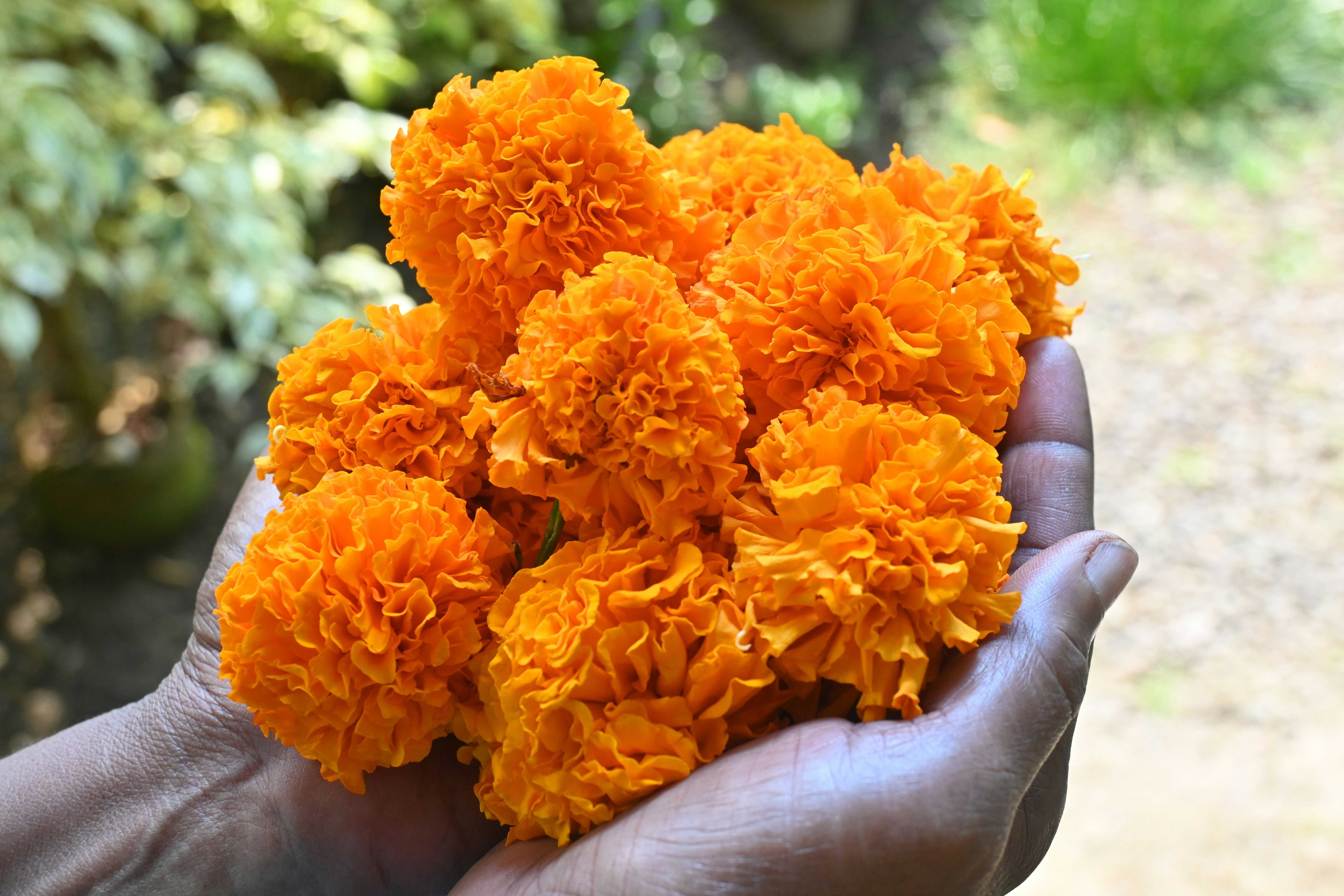 Vibrant orange marigolds cradled in a pair of hands against a blurred garden background.