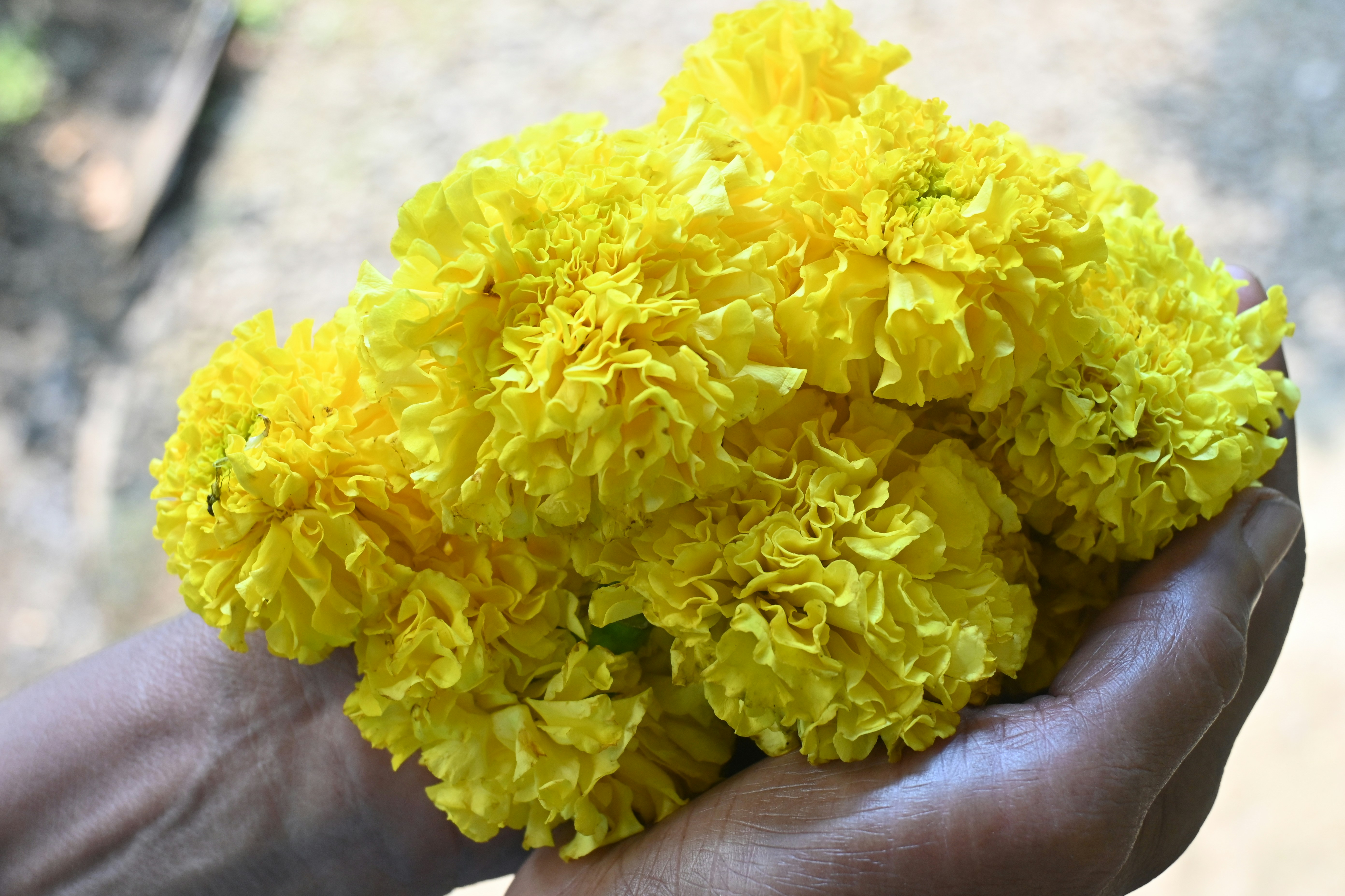 Hands gently cradling vibrant yellow marigold flowers under natural light.
