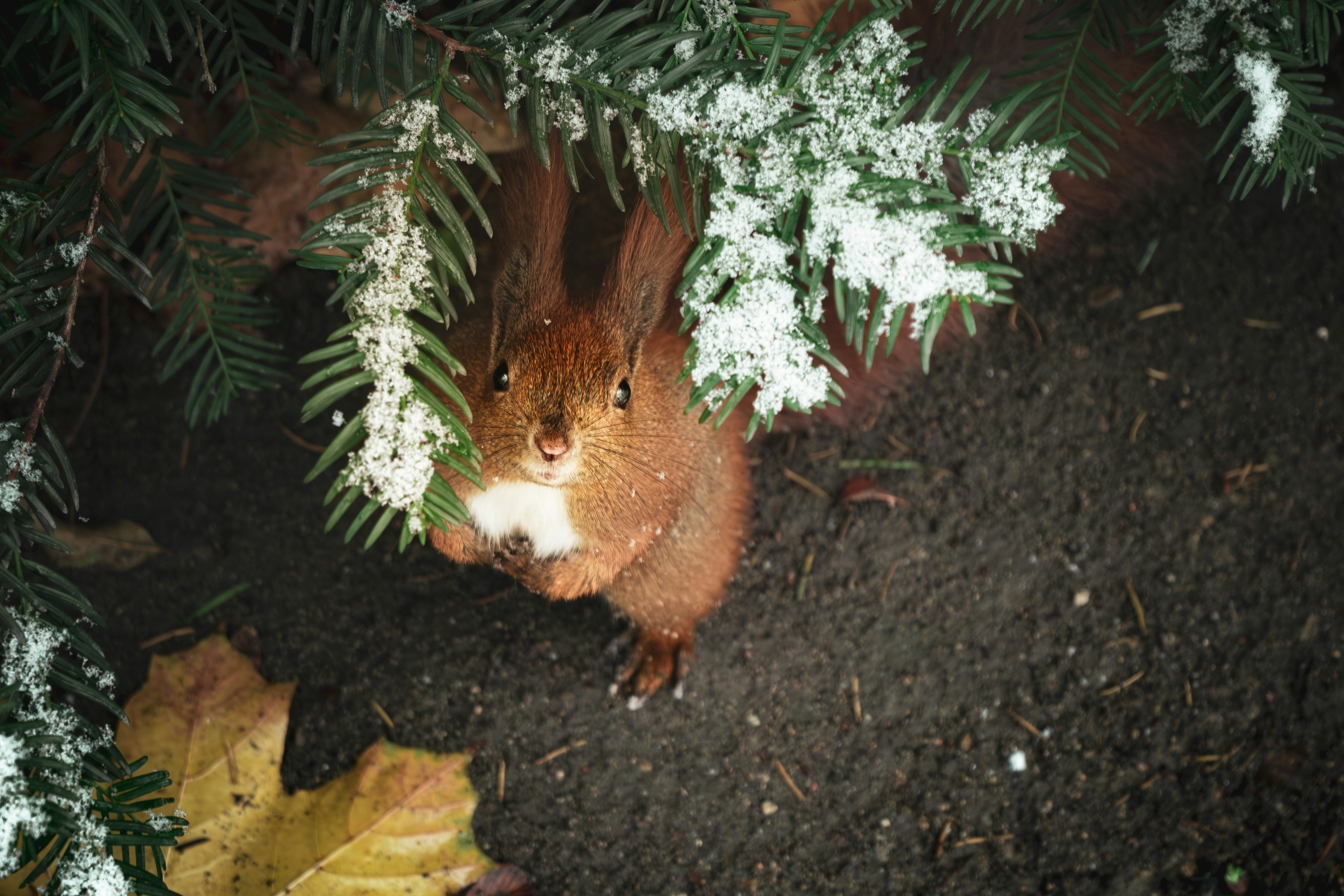 Squirrel Beneath Snow‑Dusting Ferns