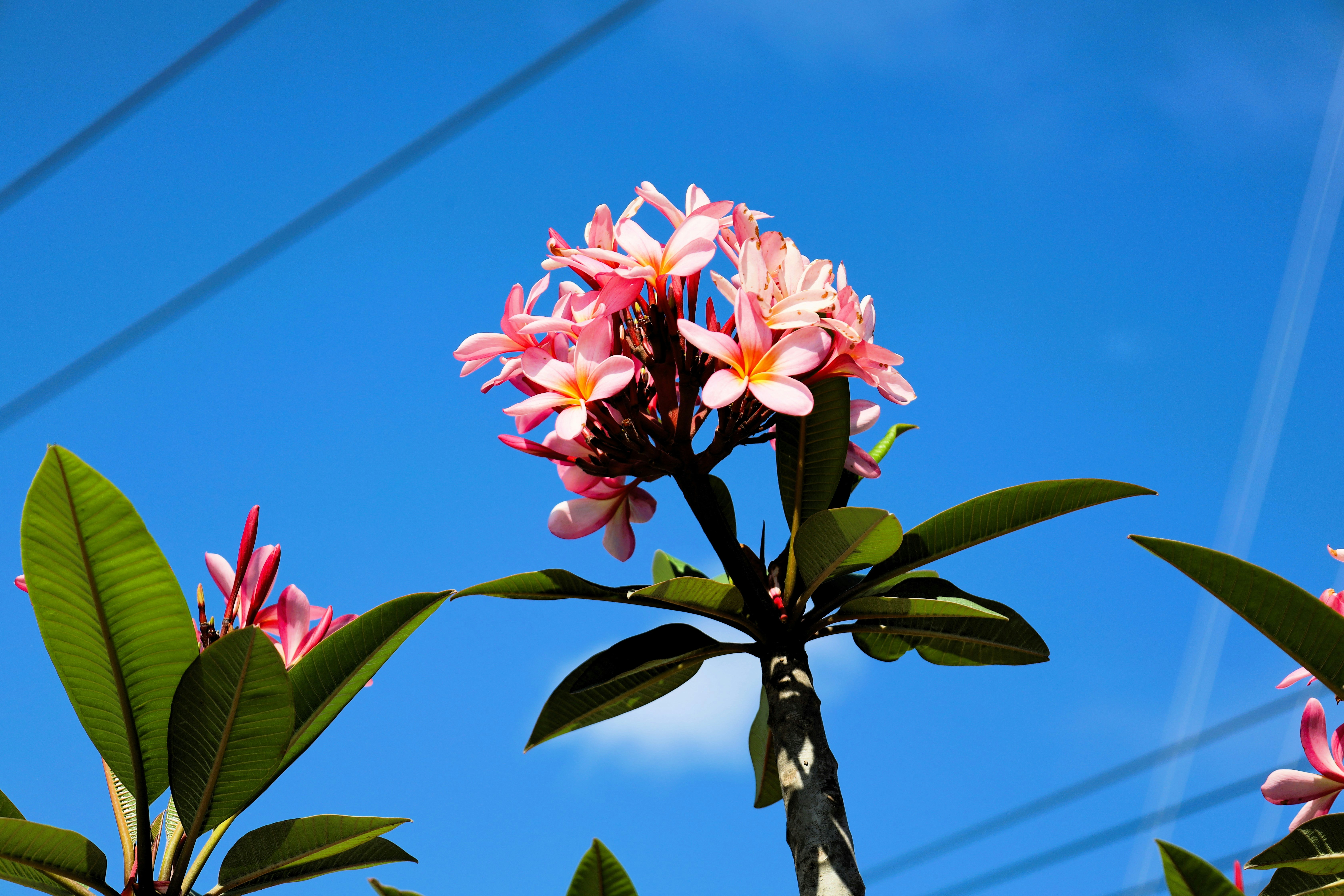 Pink Plumeria Crown Meets a Crisp Blue Sky