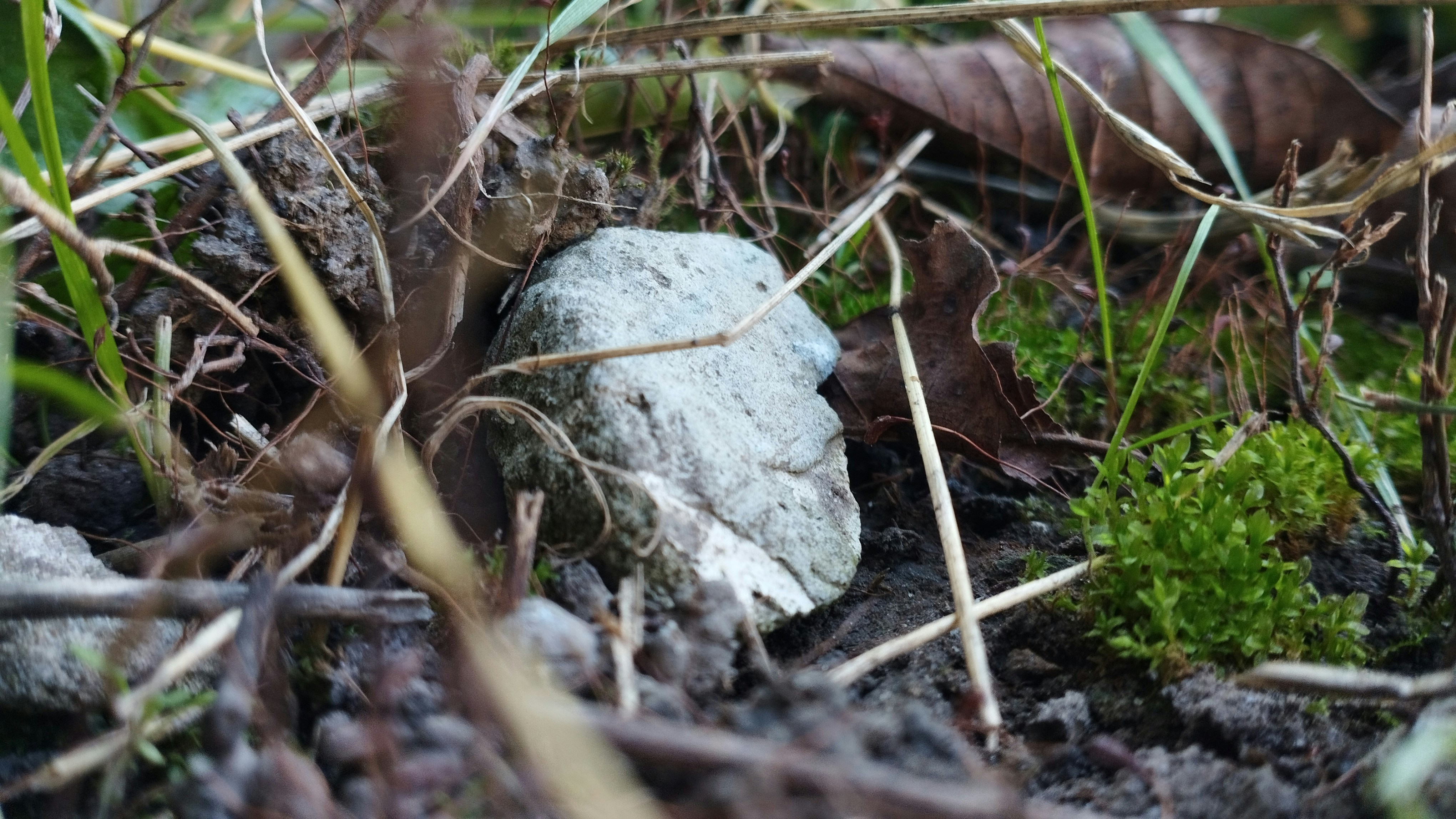 A small rock sitting in the middle of a forest photo – Free Zoom ...