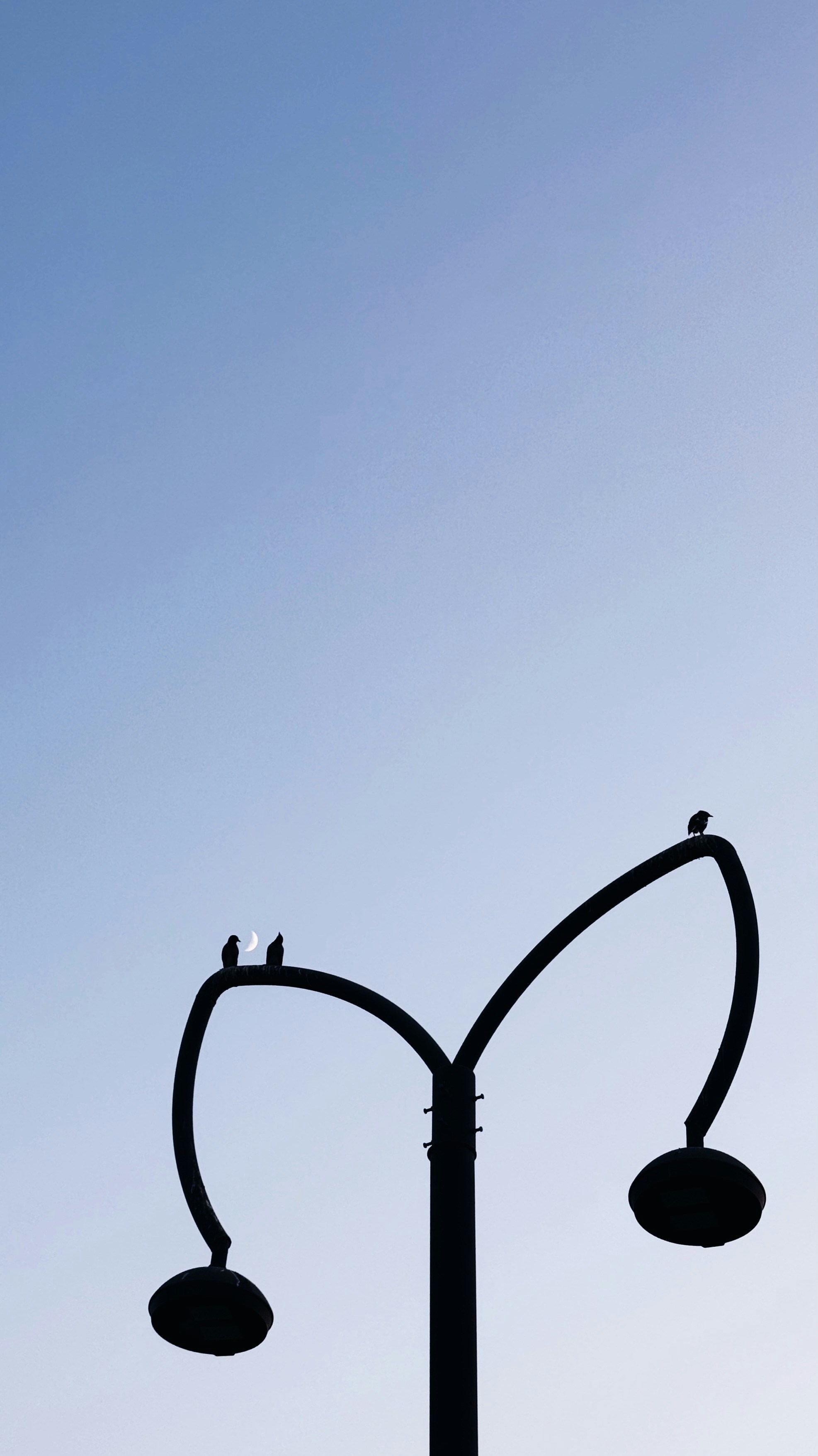 Birds Perched on a Curved Streetlamp Silhouette Beneath a Calm Blue Sky